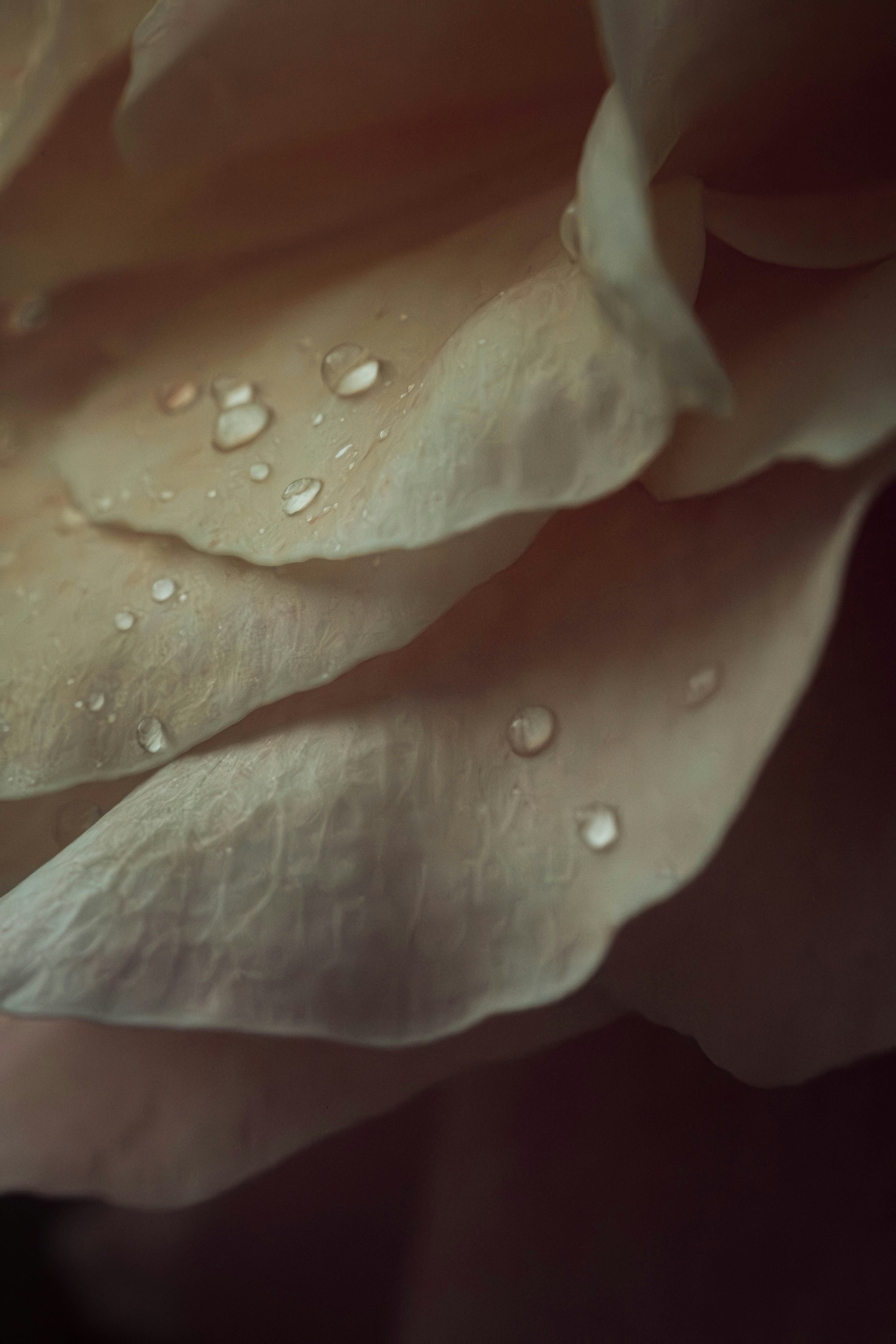 Petal Droplets: A Macro Moment on Soft Pink Petals