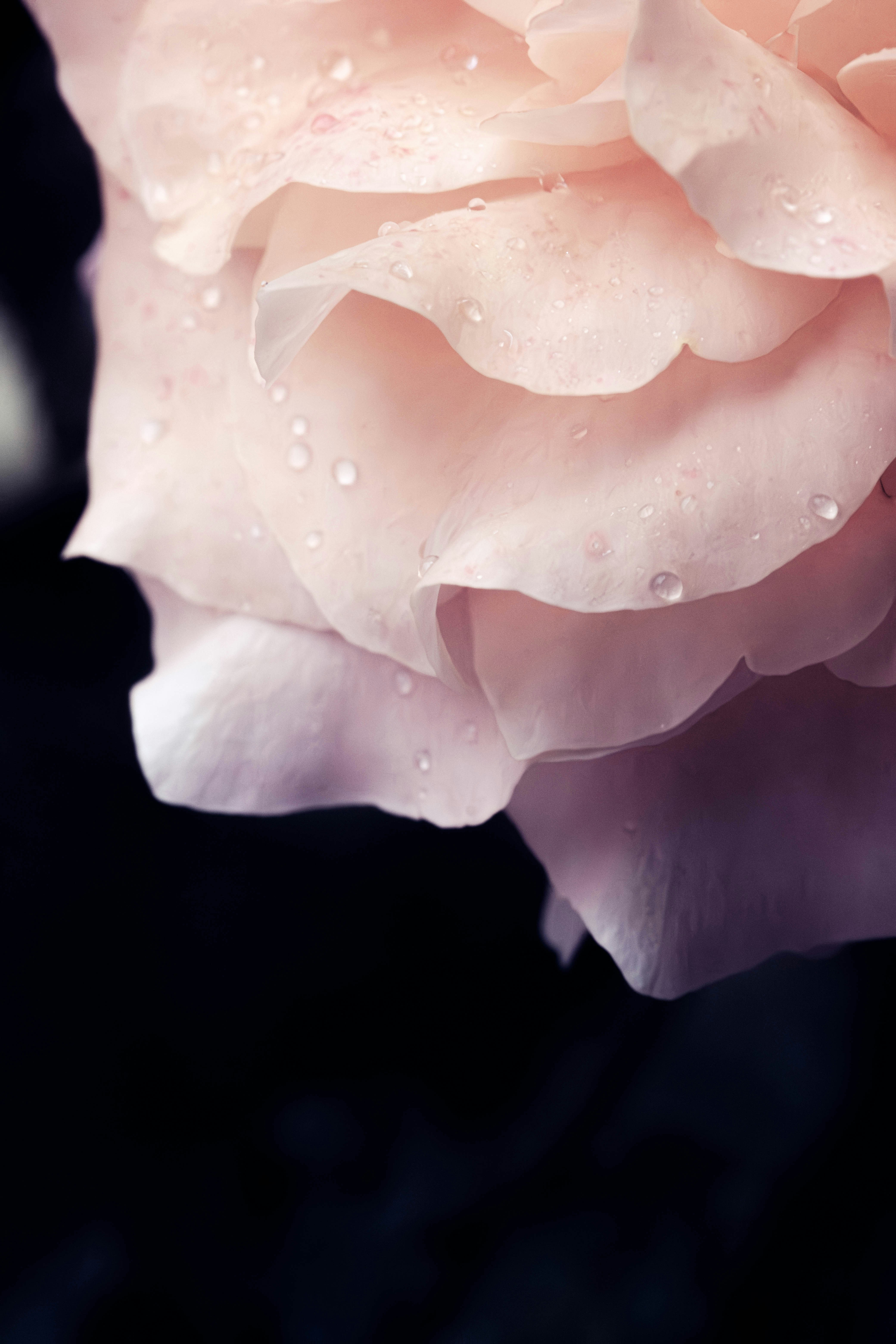 Petals in Focus: A Close-Up of Dew-Kissed Soft Pink Bloom