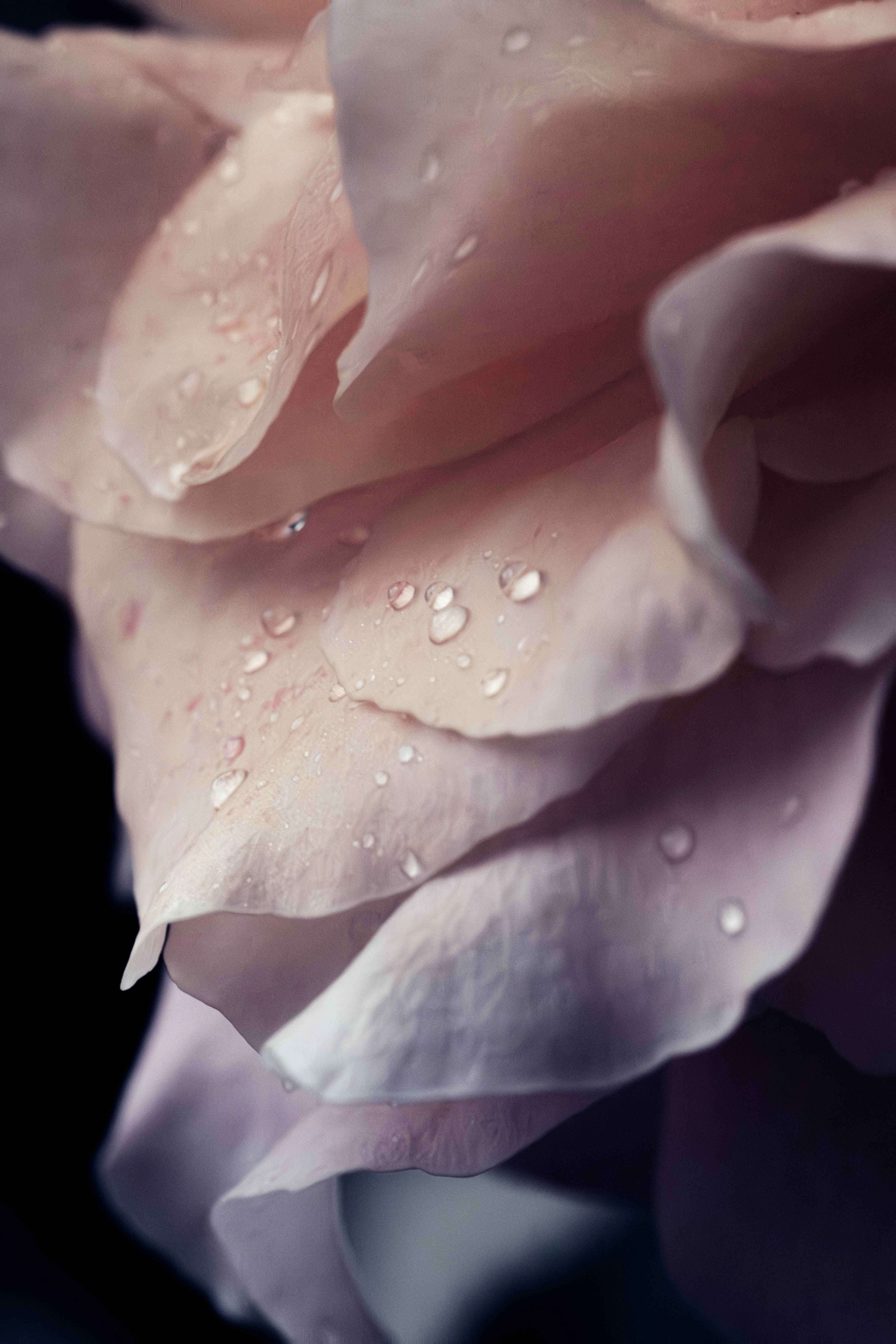 Petals in Focus: a Dew-kissed Close-up of a Soft Pink Rose