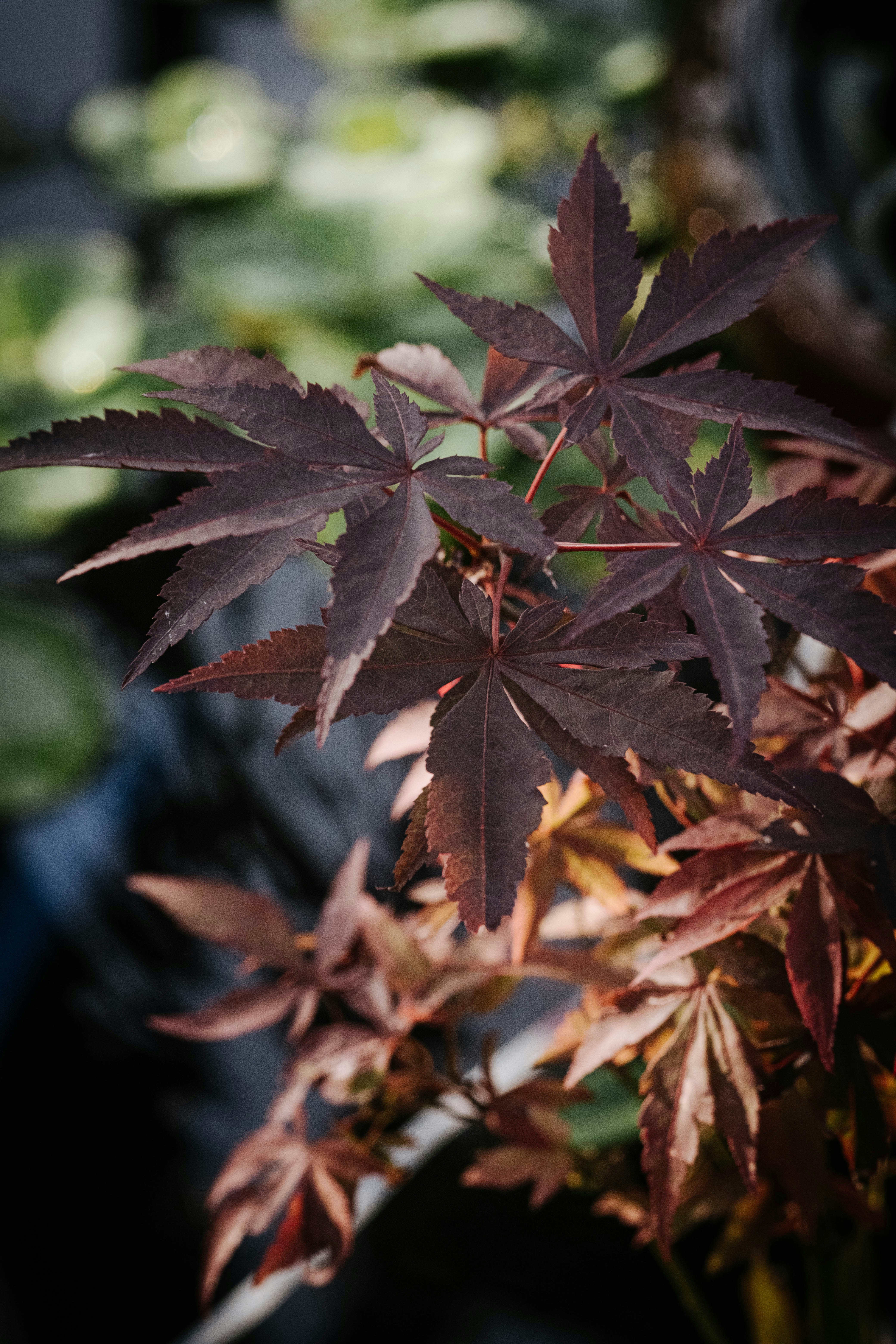 Crimson Maple Foliage in Morning Light