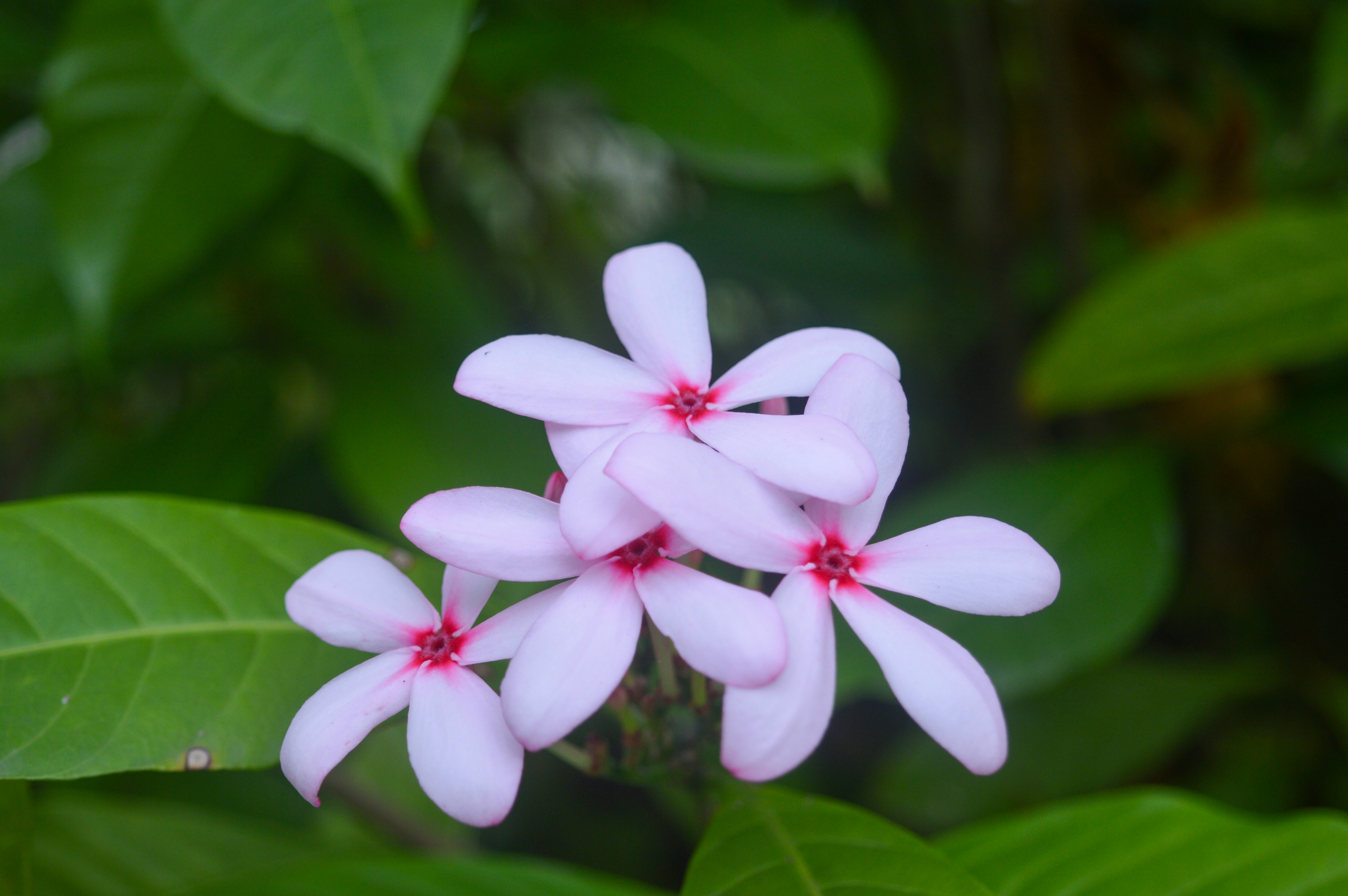 Soft-petal cluster in dappled garden light