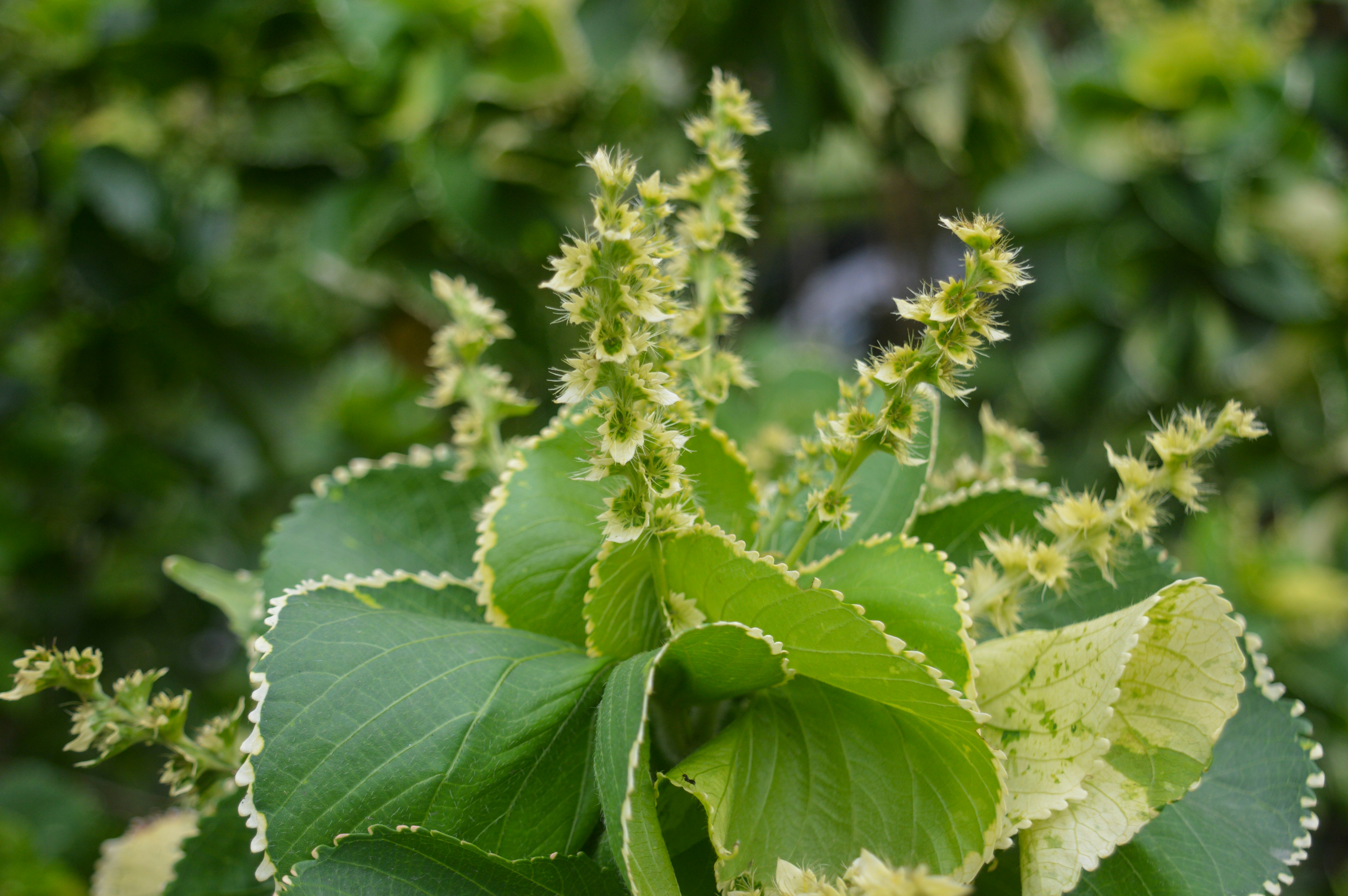 Verdant spikes in a garden oasis