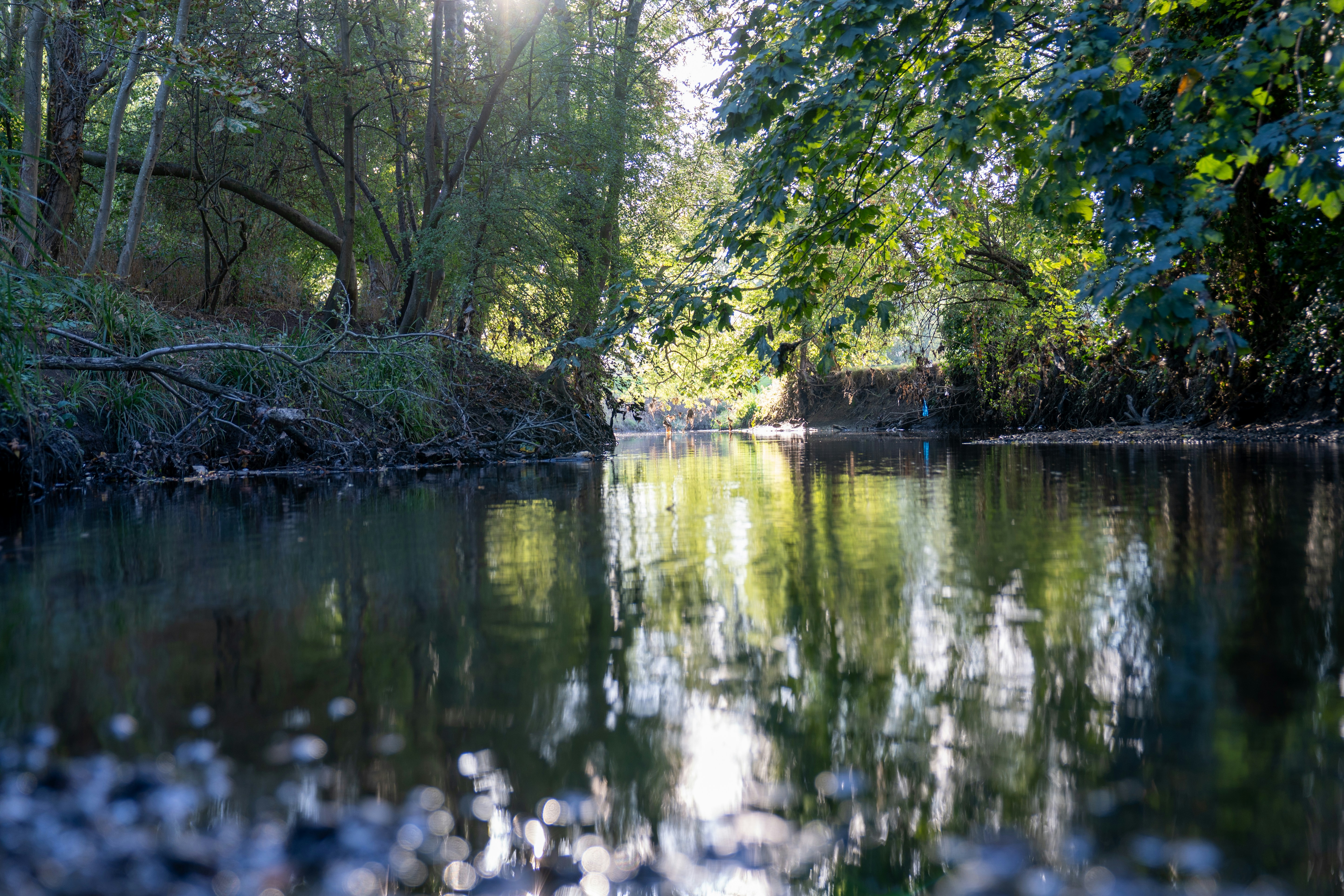 Sunlit River Bend Through Quiet Greenery