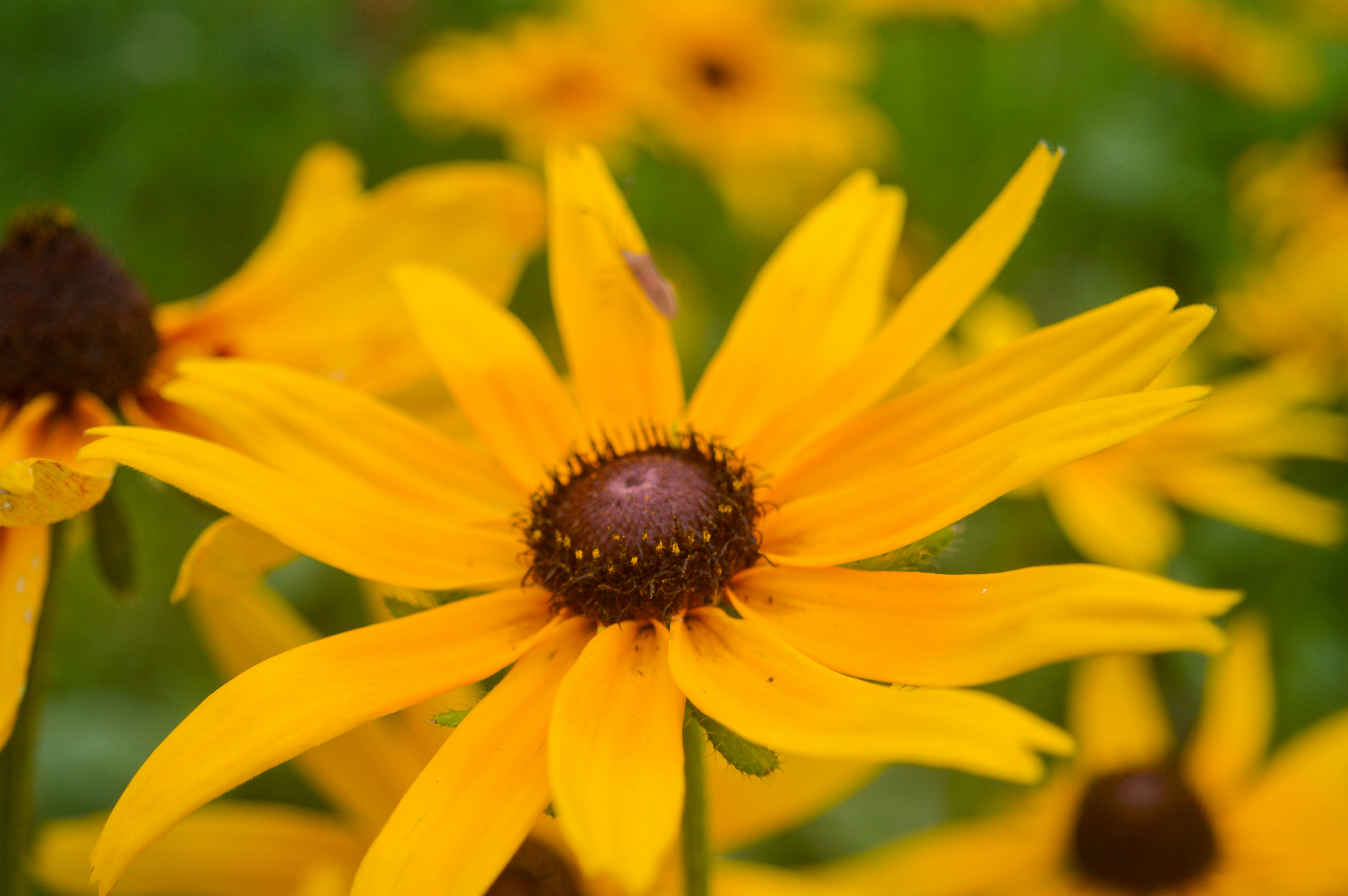 Sunlit Golden Bloom: Center Stage on a Radiant Daisy