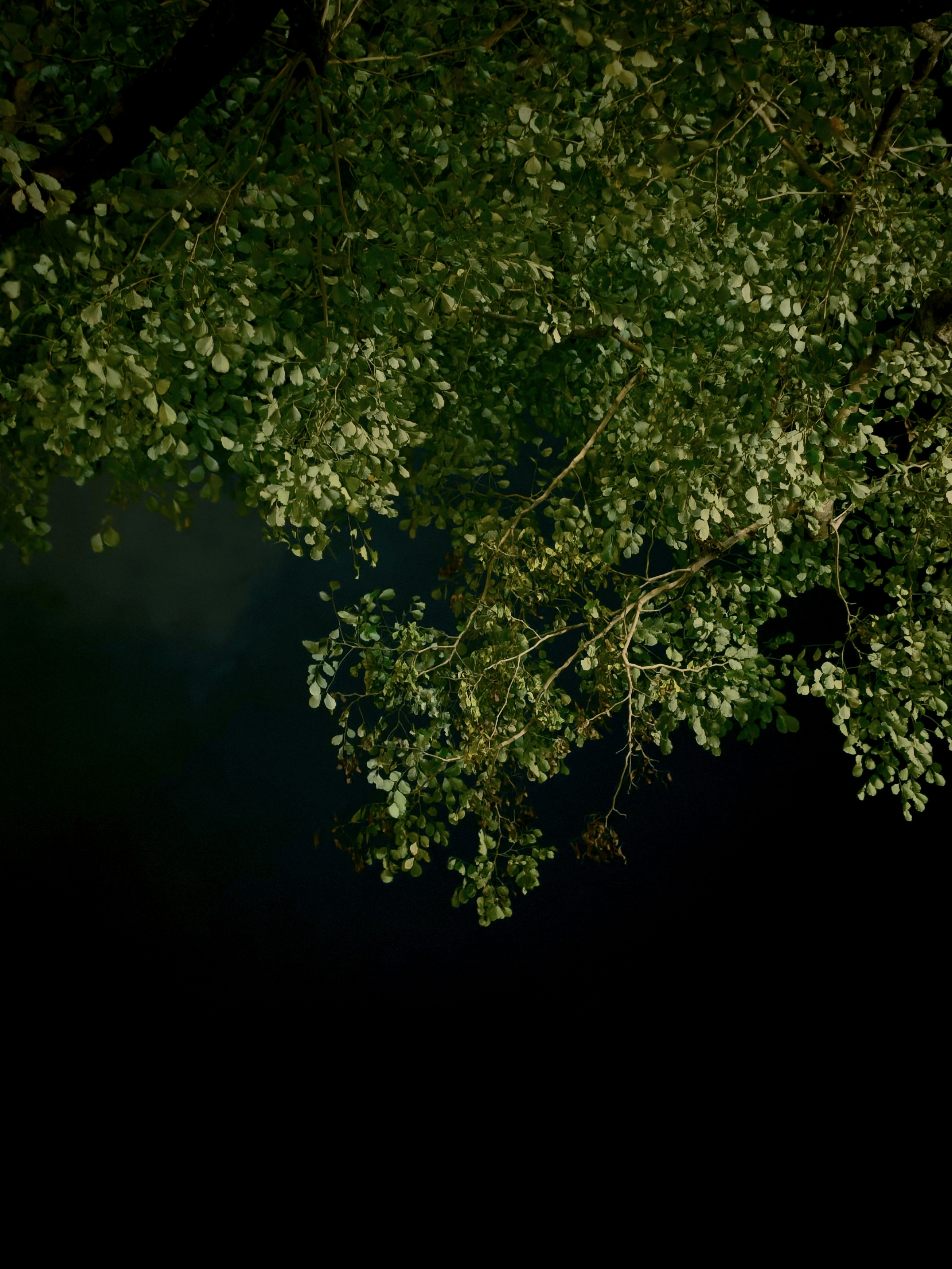 Close-up view of dense green foliage forming a canopy, with dark negative space below suggesting depth and mystery. This is a natural scene capture.