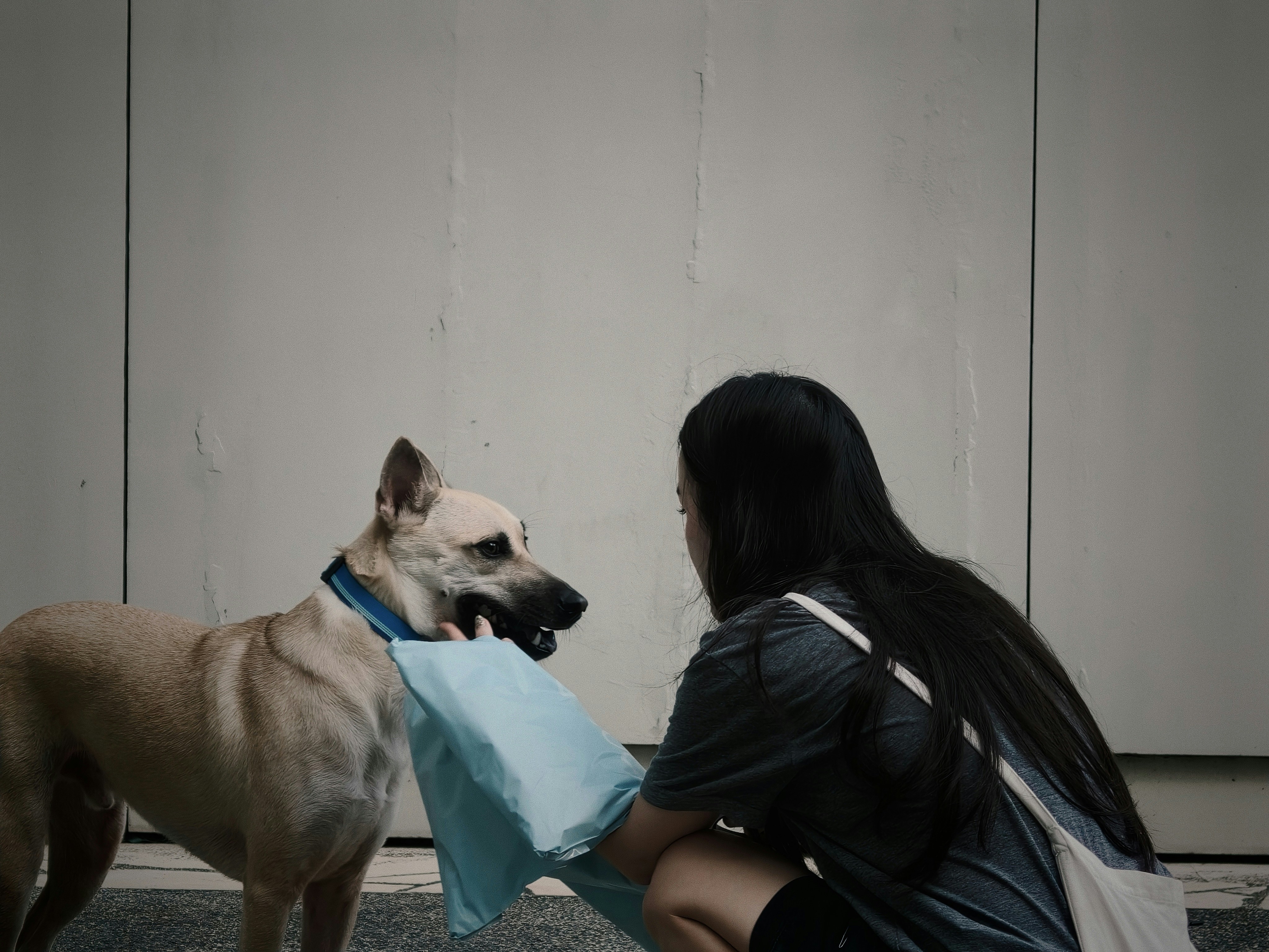A woman with long dark hair interacts with a light-brown dog holding a blue plastic bag in its mouth against a neutral wall backdrop.