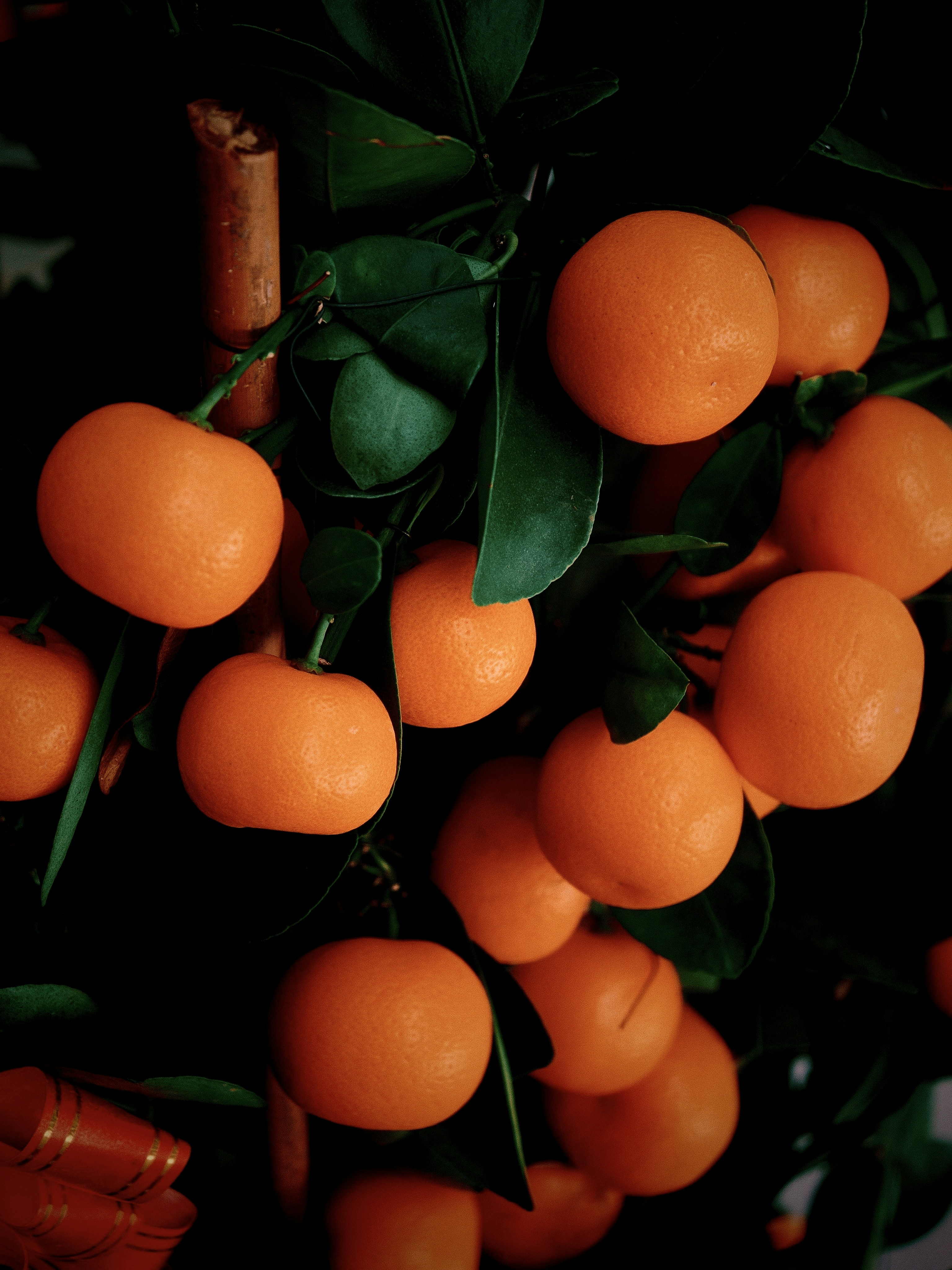 Dense cluster of ripe oranges on a branch with deep green leaves, illuminated to reveal rich color and texture against a dark backdrop. A still-life fruit focus image.