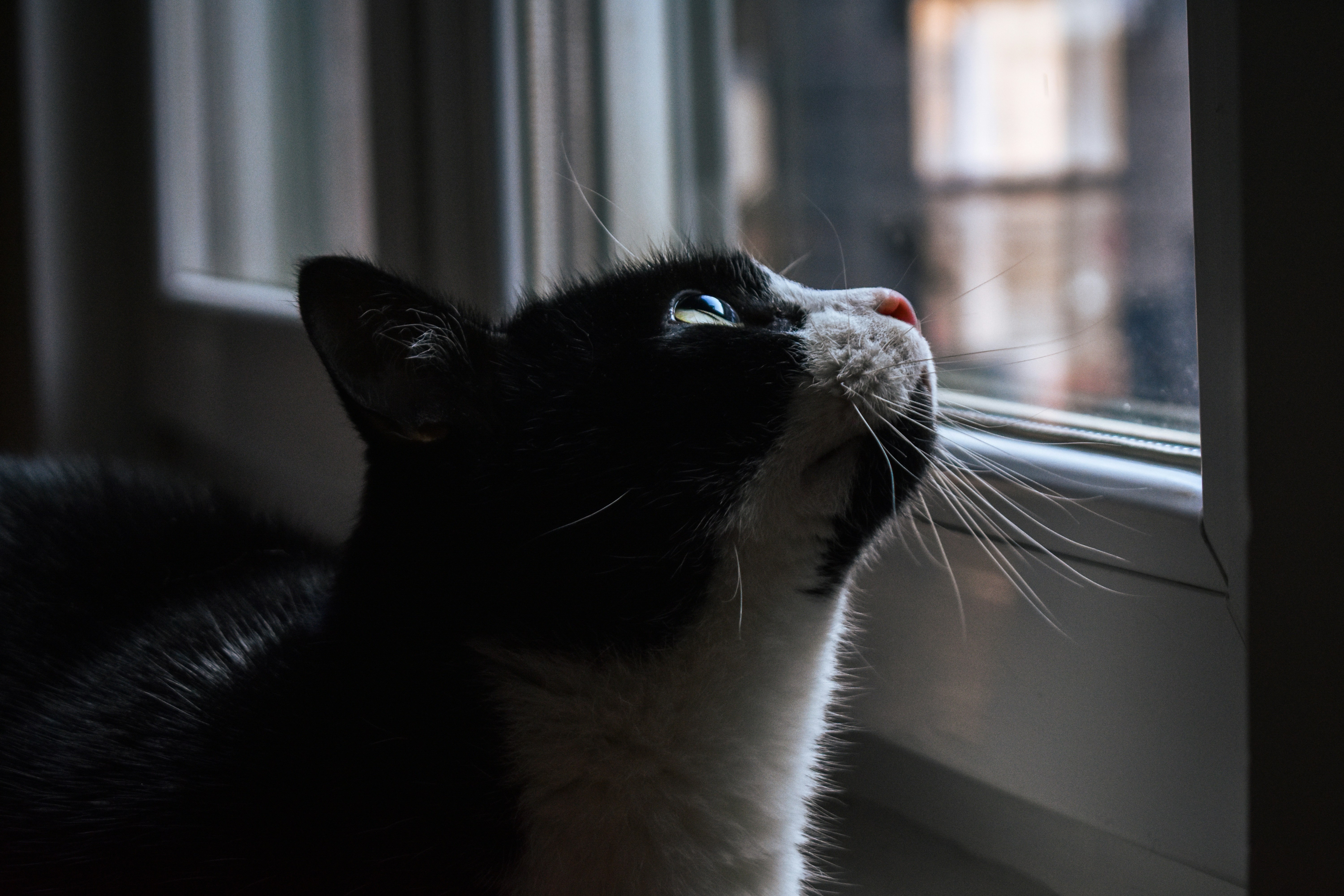 Cat gazes toward a sunlit window, whiskers catching light; a calm, intimate moment by the windowsill. Logo-free candid portrait.