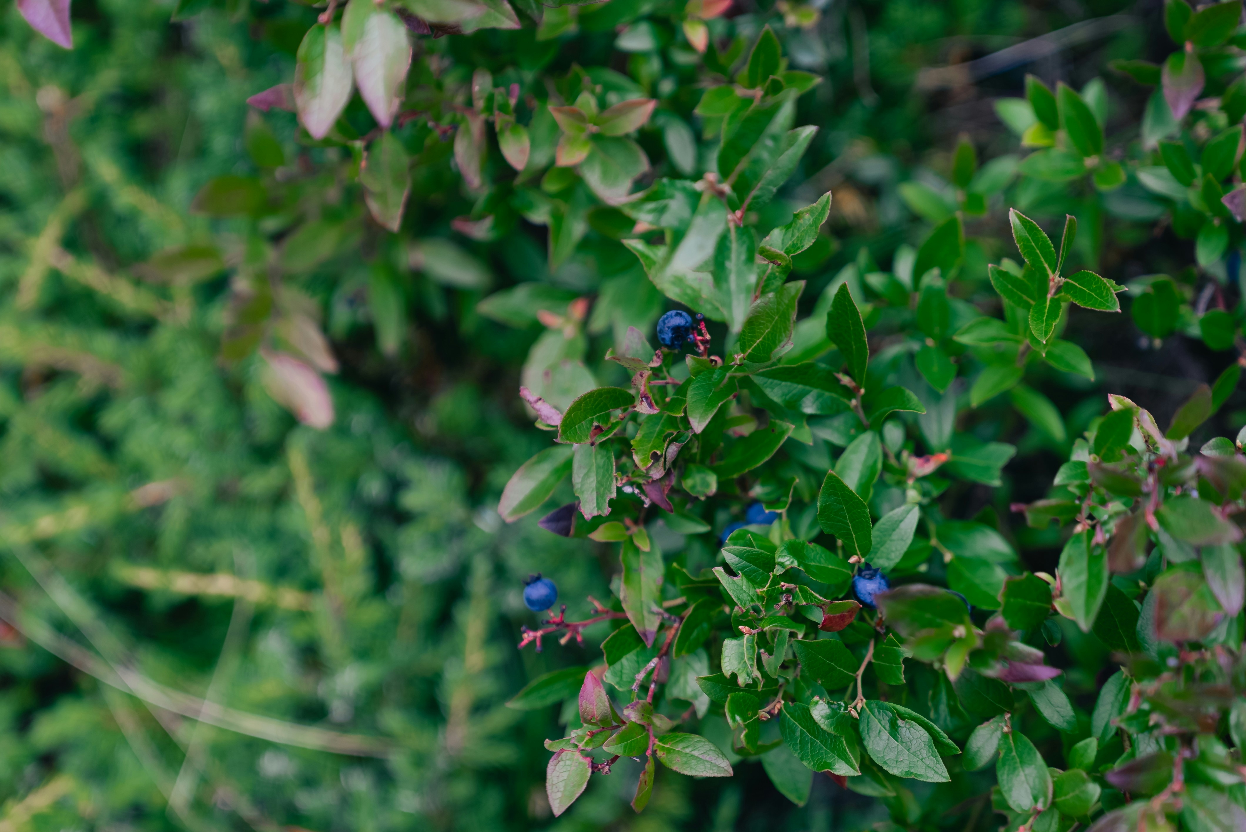 Blue berries amid glossy green leaves in a garden shrub