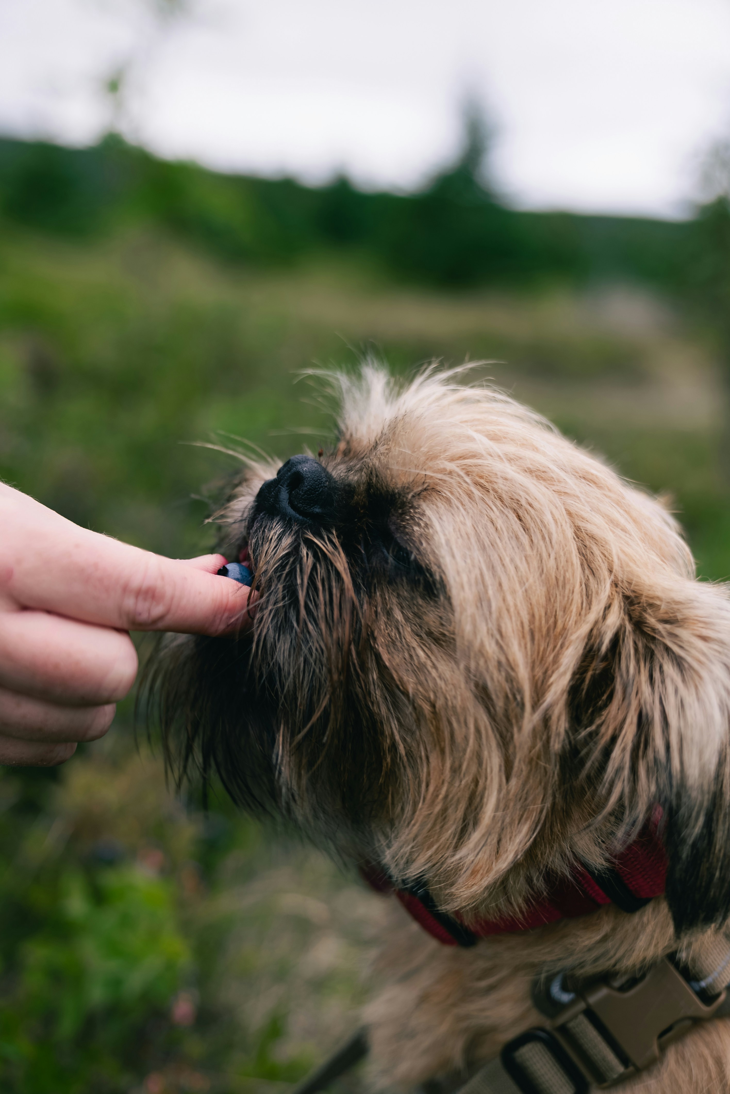Gentle Fetch: A Pup Trustingly Accepts a Treat Amid Field Greens