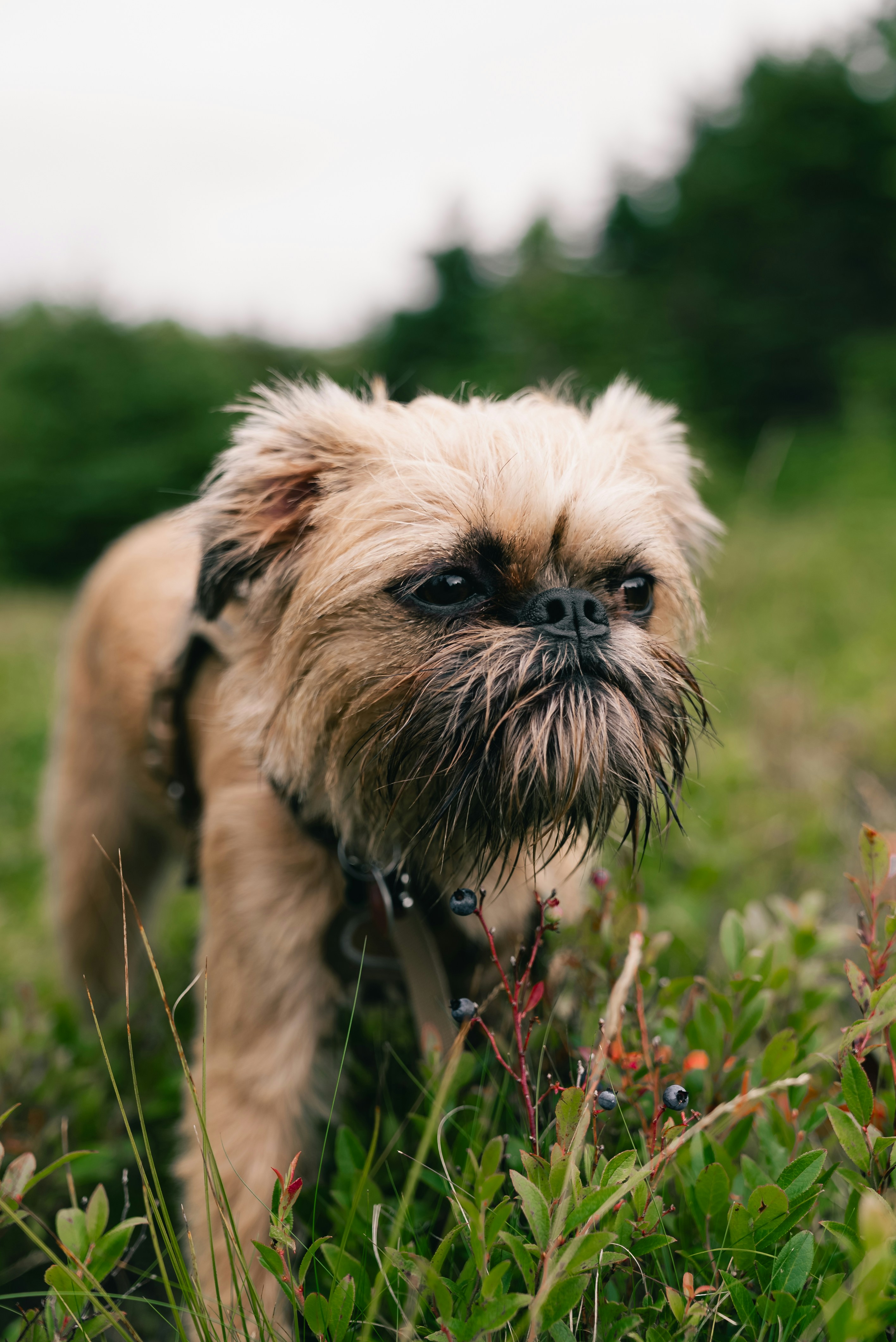 Creekside Guardian: A Scruffy Companion in Focus Among GreenWhispers