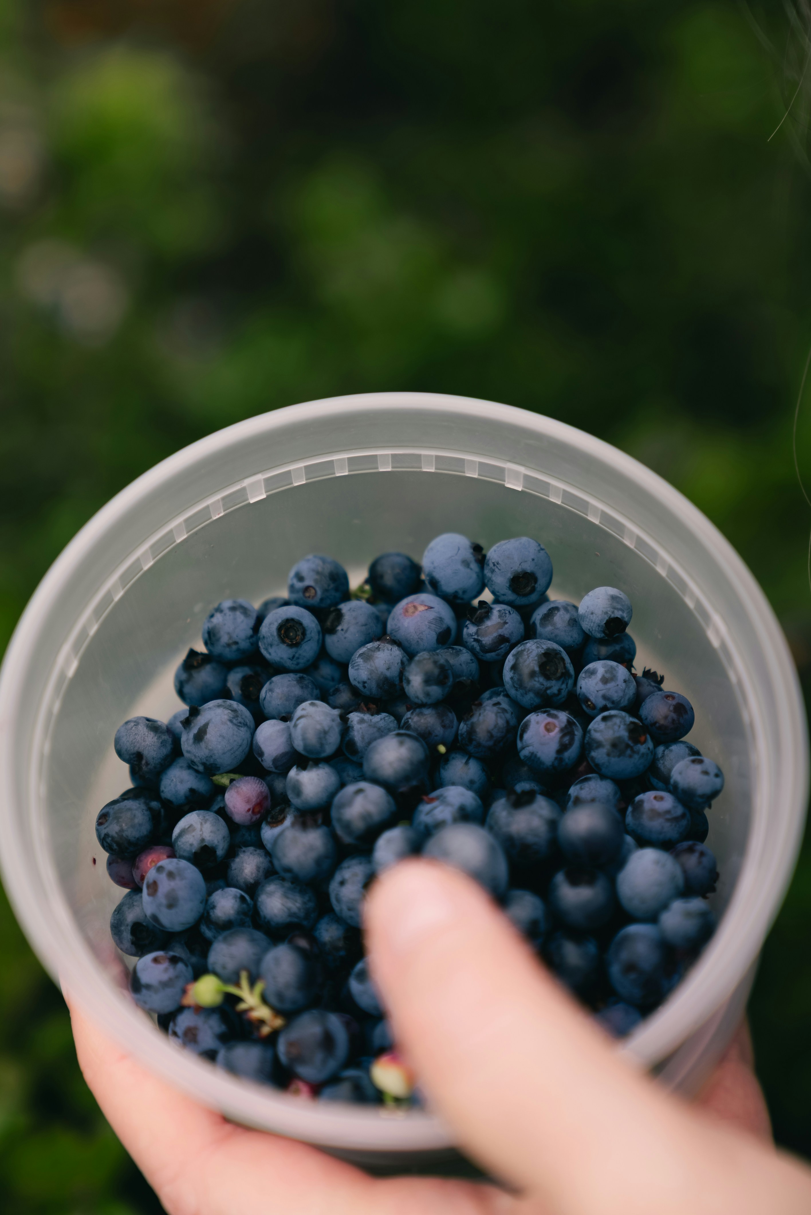 Blue Harvest: A Handful of Berries Centered in Soft DoF
