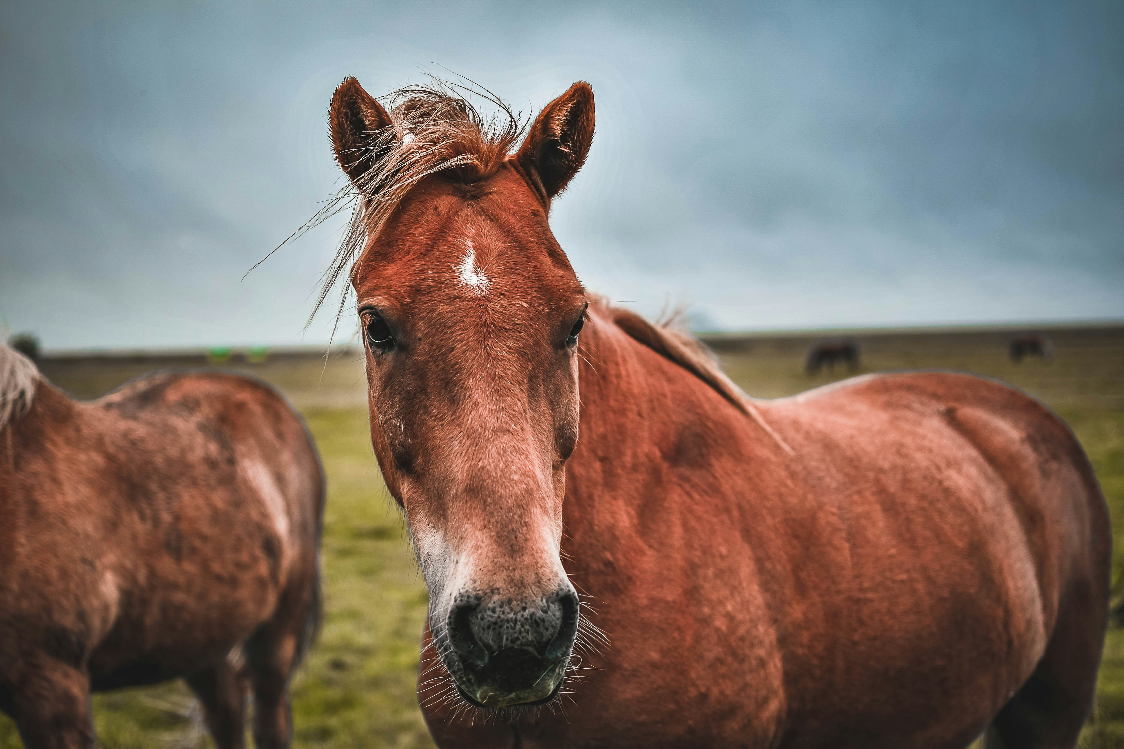 Chestnut Equine Gaze at the Wind-swept Pasture