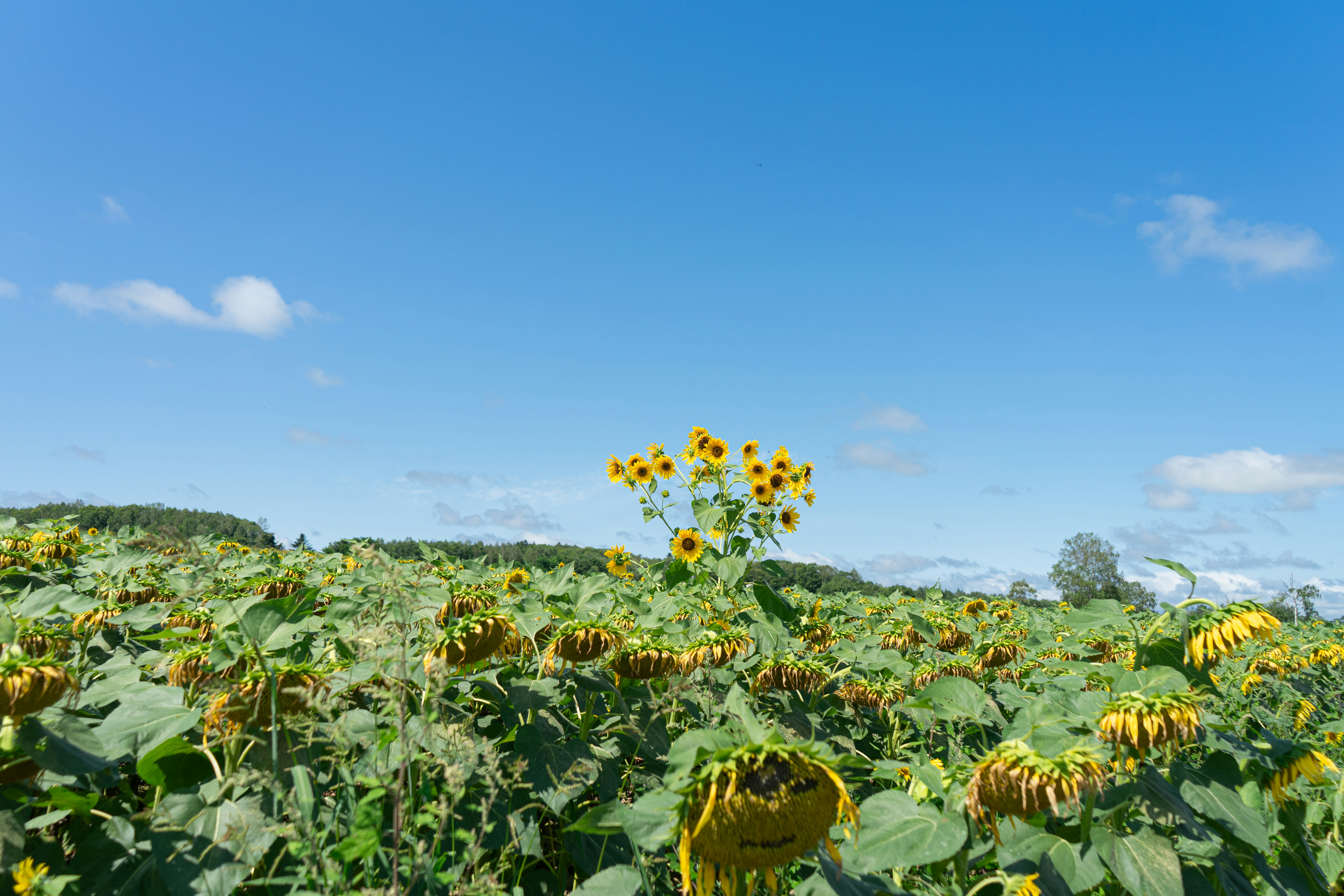Sunlit Field of Blooming Sunflowers Under a Clear Sky