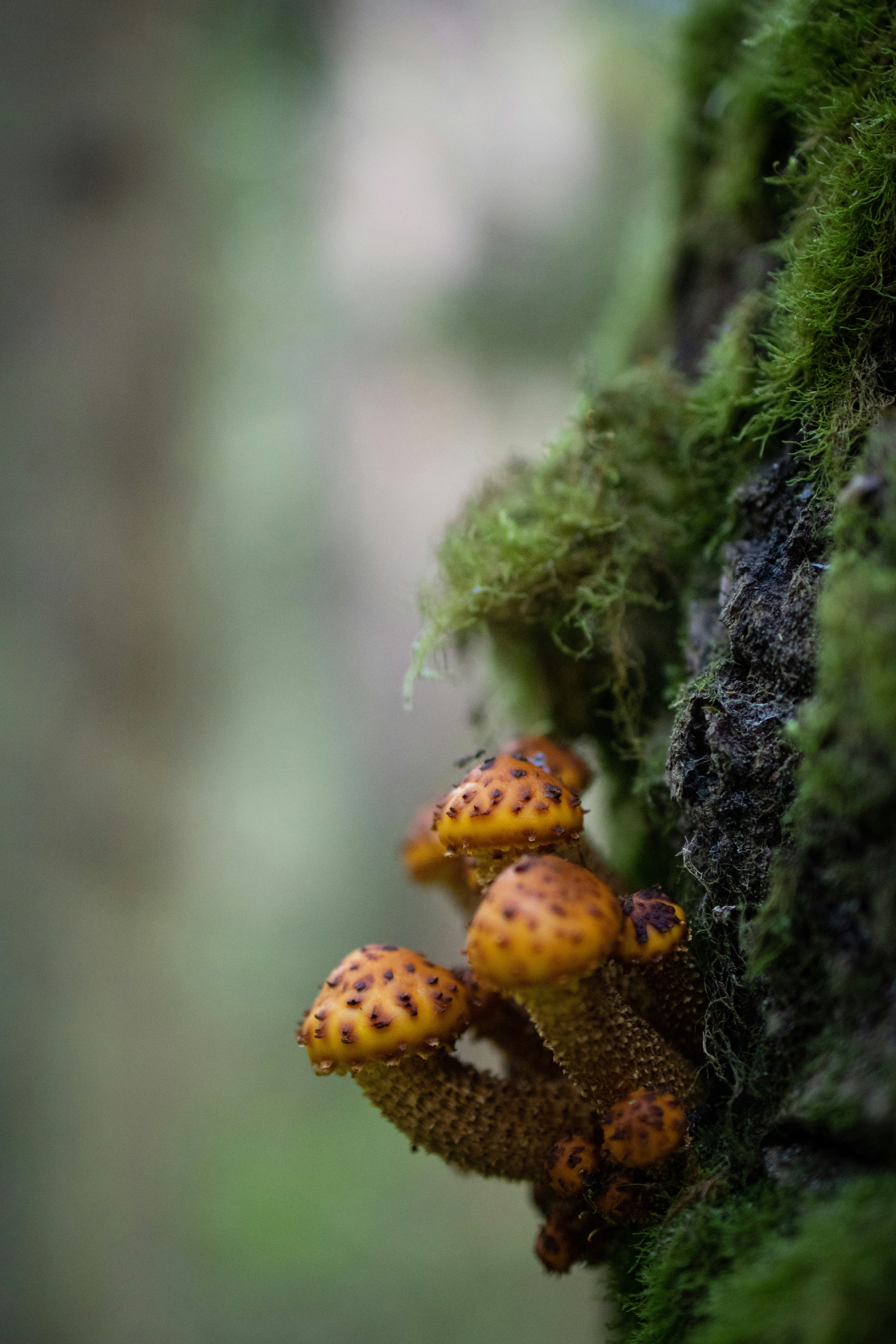 Tiny Orange Wonders Clinging to Mossy Bark