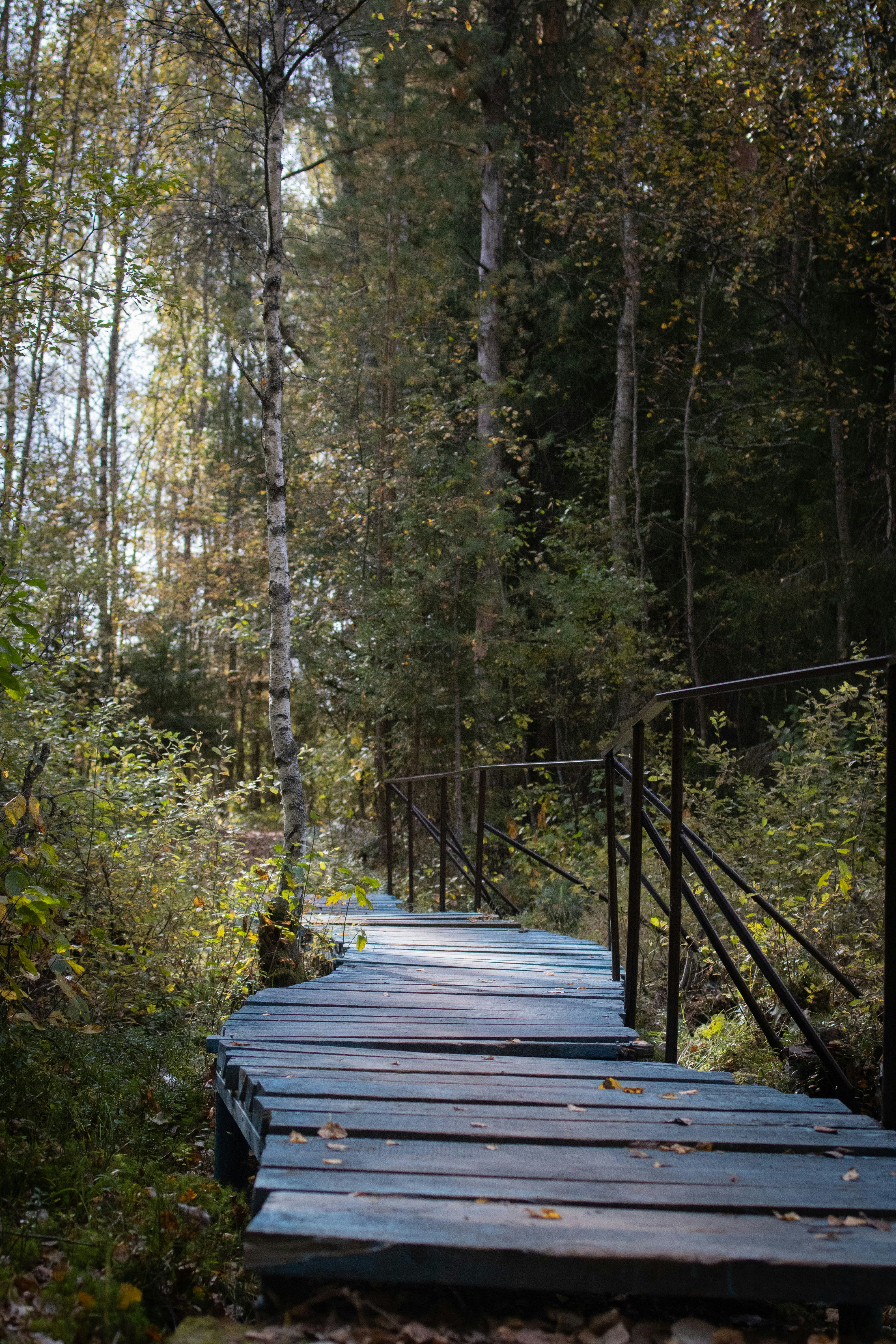 A weathered wooden footbridge winds through a quiet birch forest