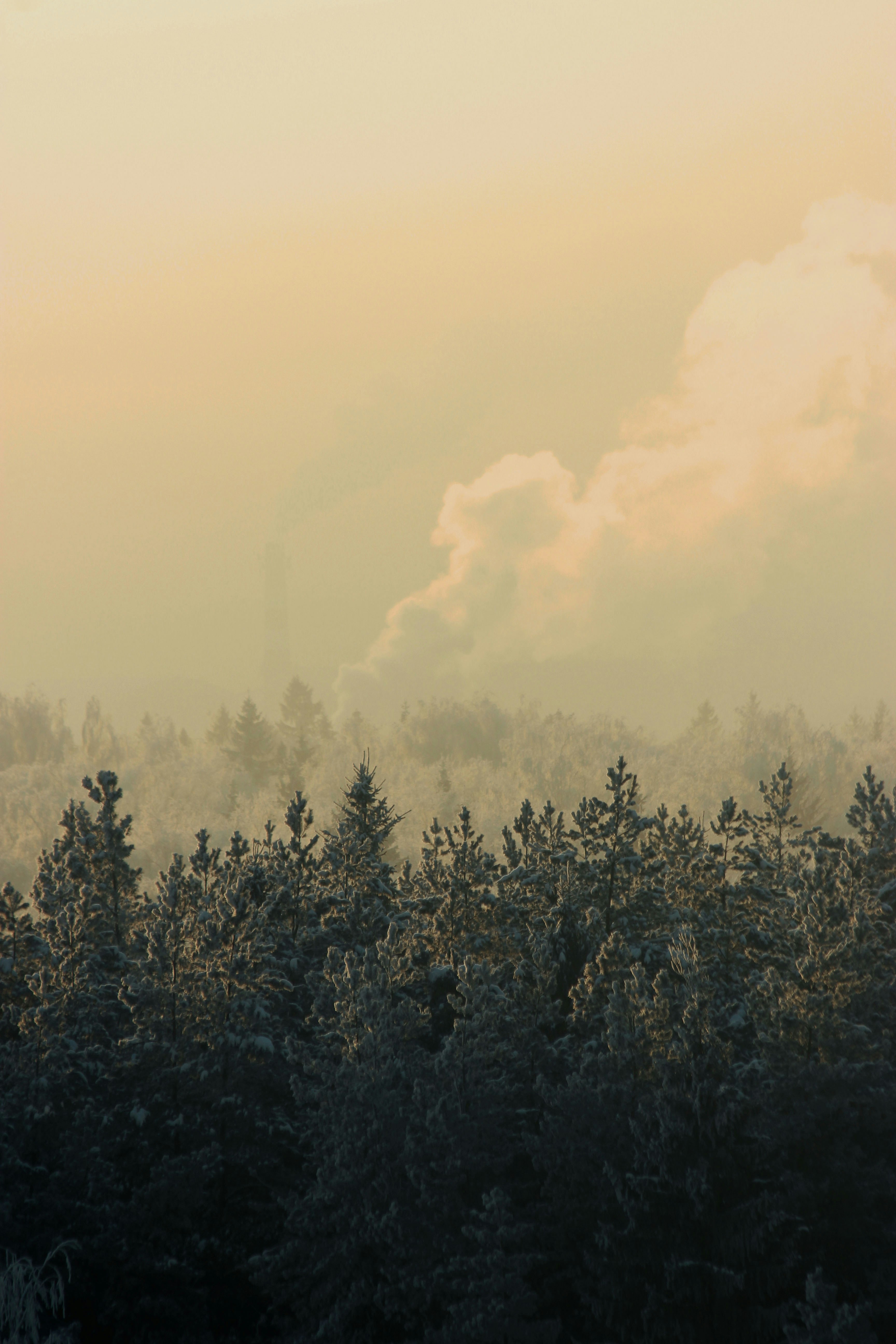 Soft, hazy sunrise over a dense pine forest with distant industrial plume; a quiet, atmospheric landscape scene.