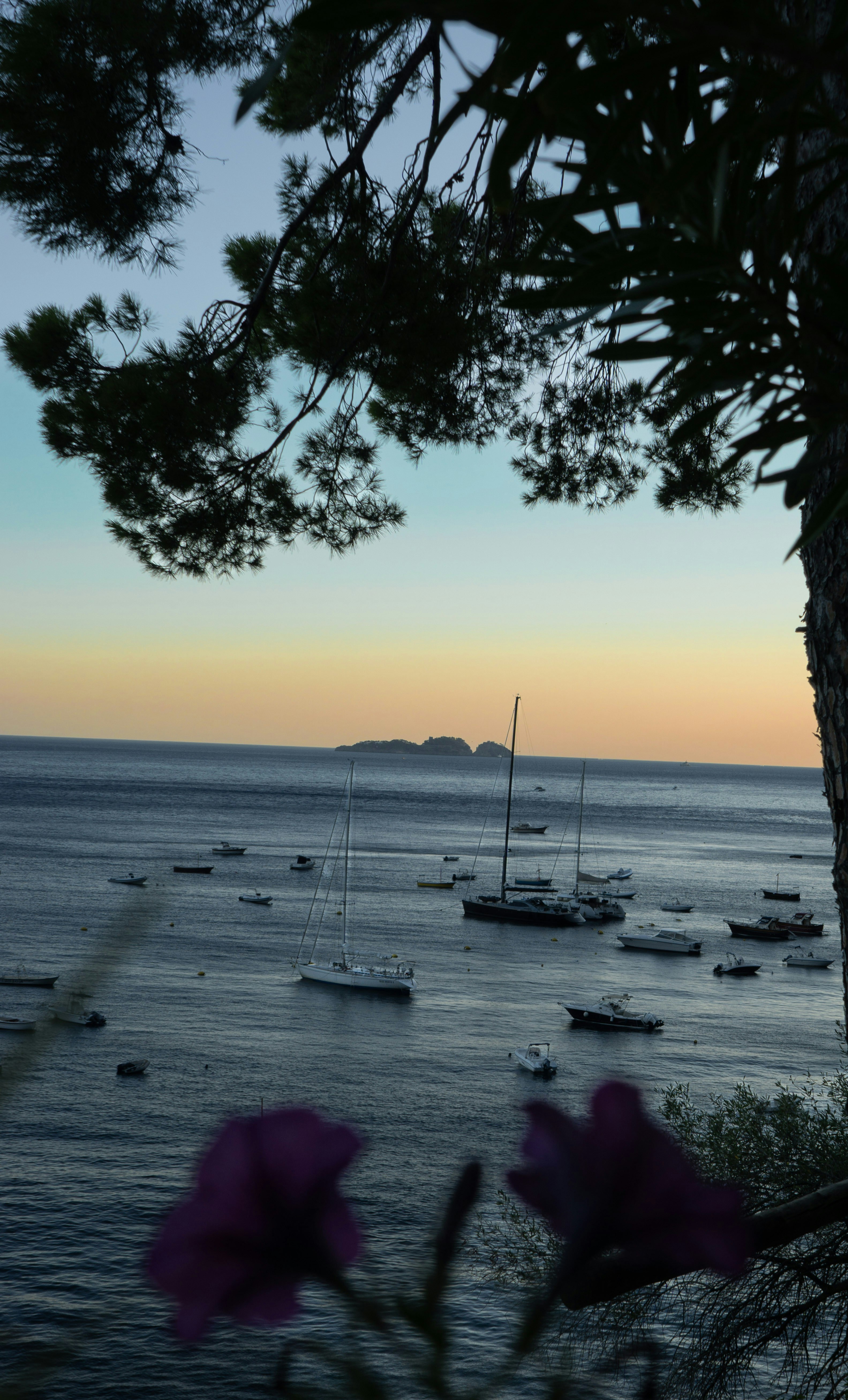 Sunset Marina Beyond the Cascade of Pines