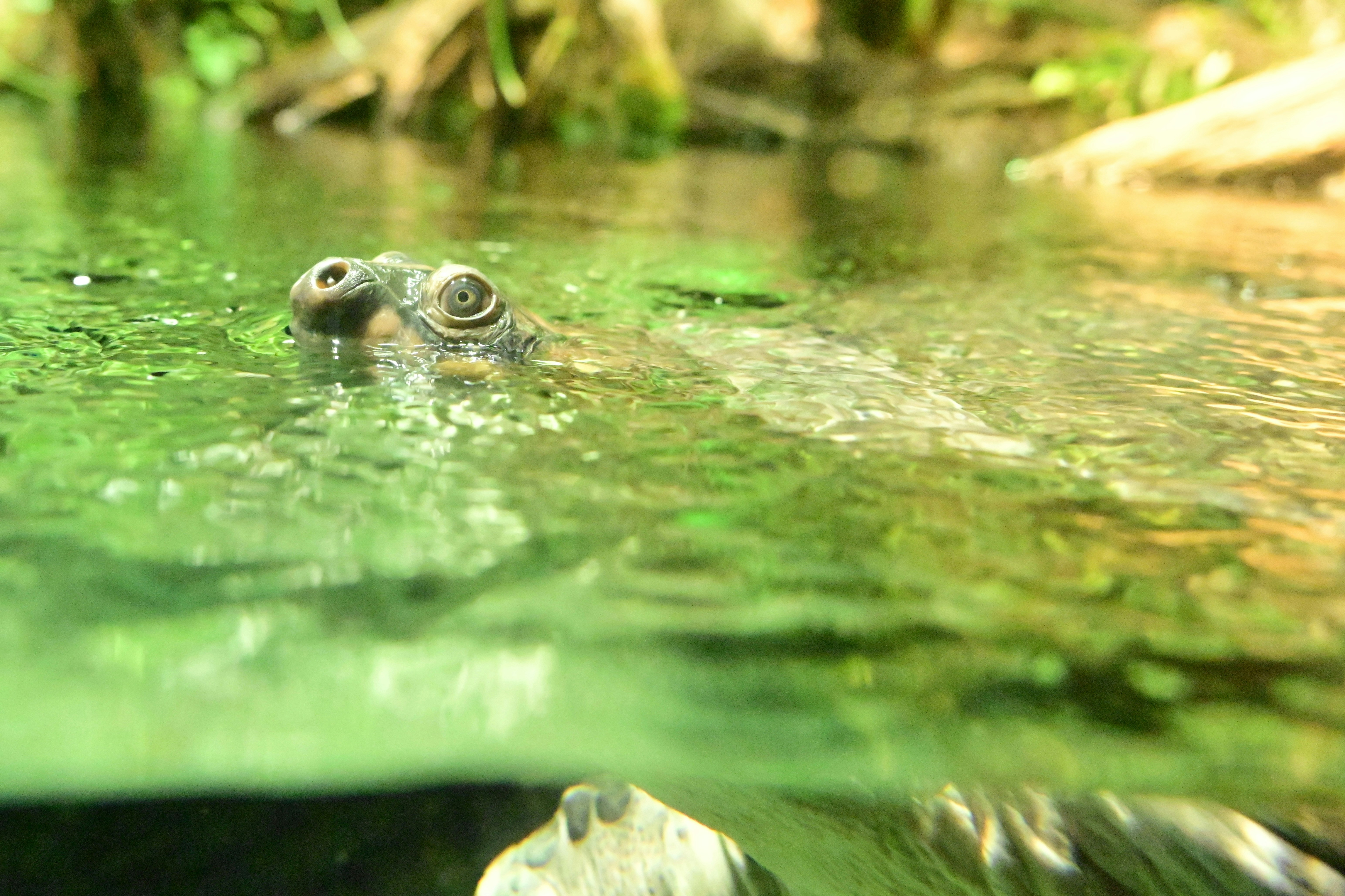 Emerging Eyes Above the Green Mirror