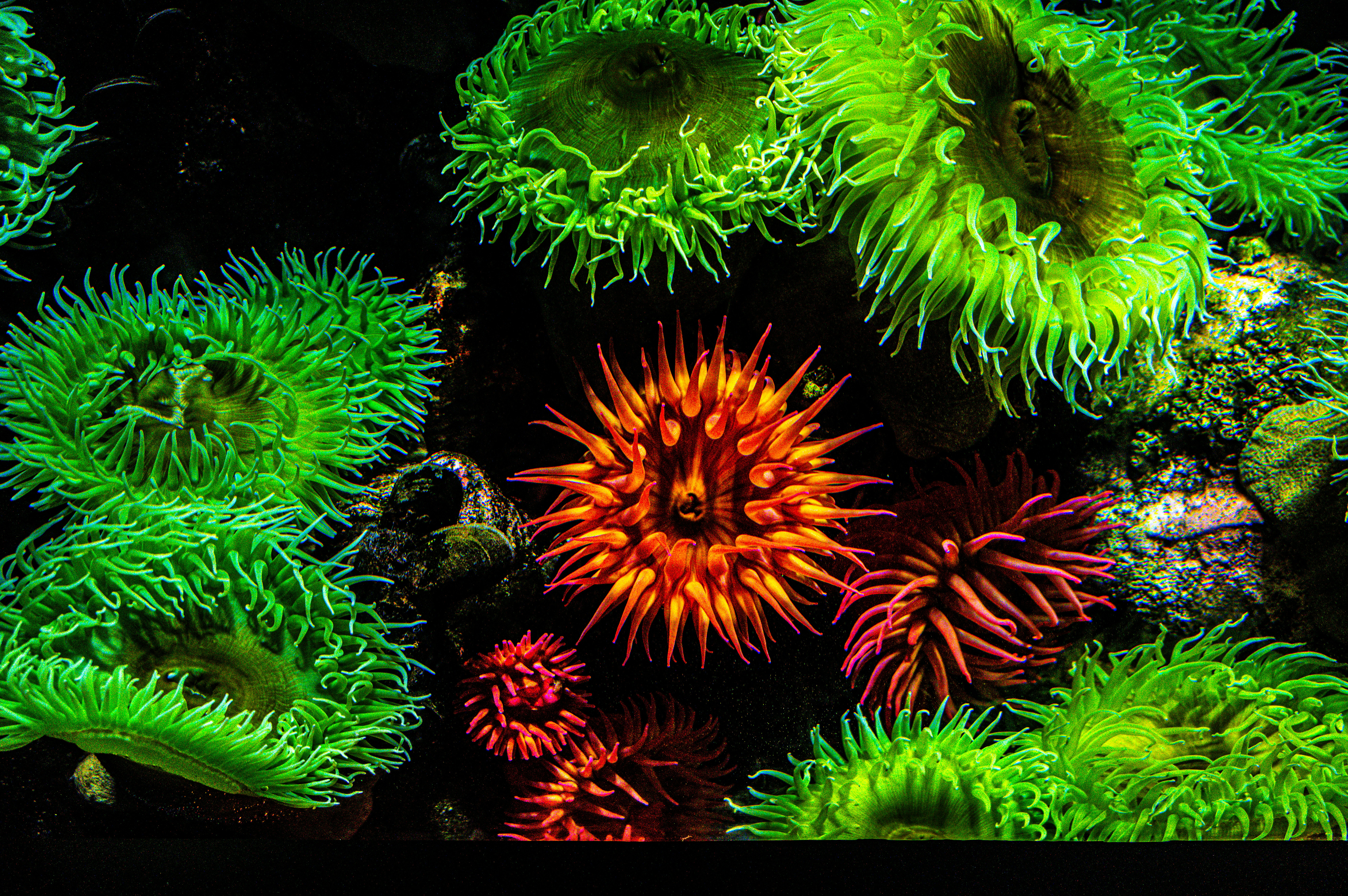 Chromatic Bloom: Neon Anemones Amid Coral Shadows