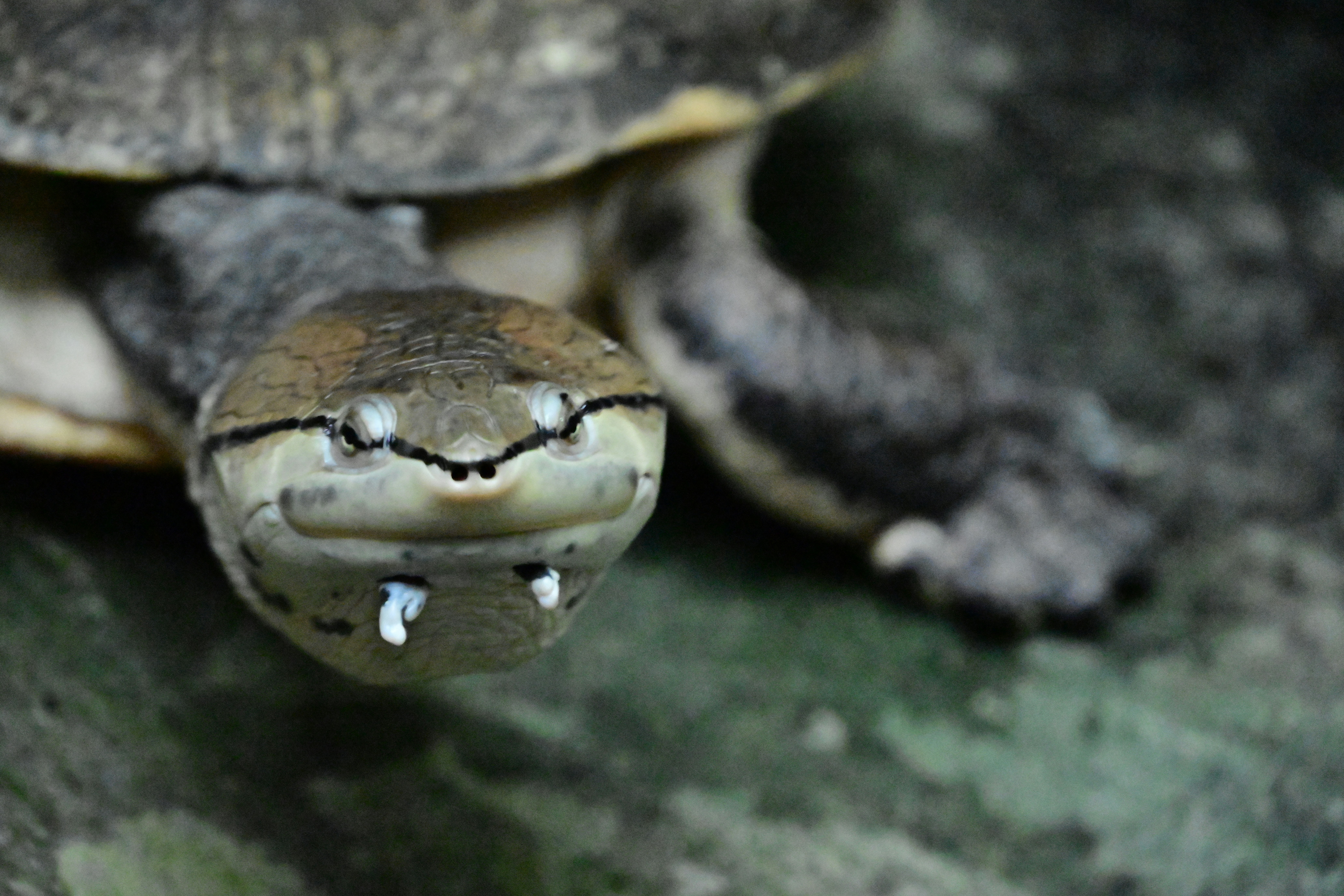 Ambush of a Snapping Gaze: Close-Up of a Turtle's Head Emerging
