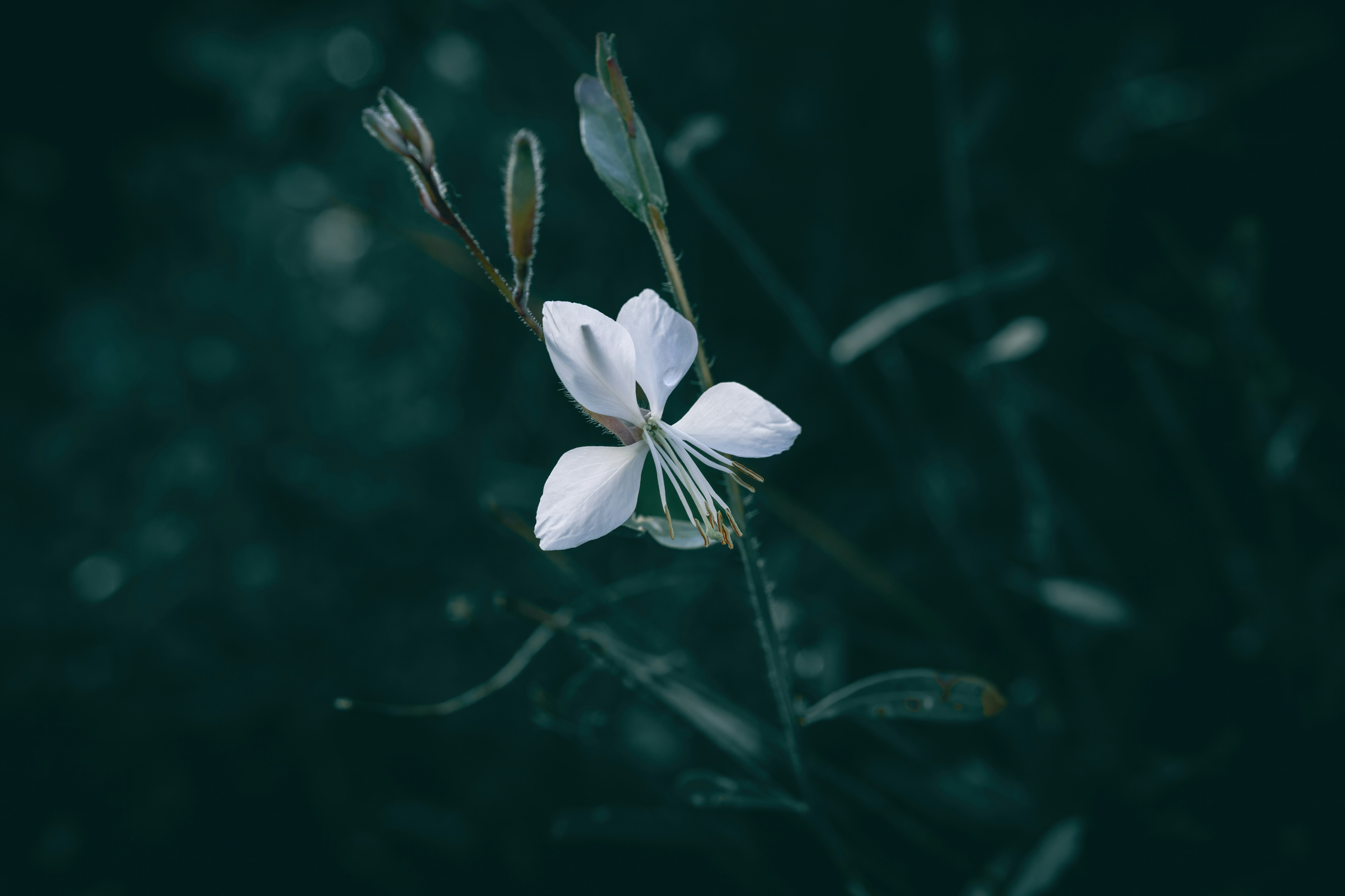White blossom center stage in moody teal backdrop
