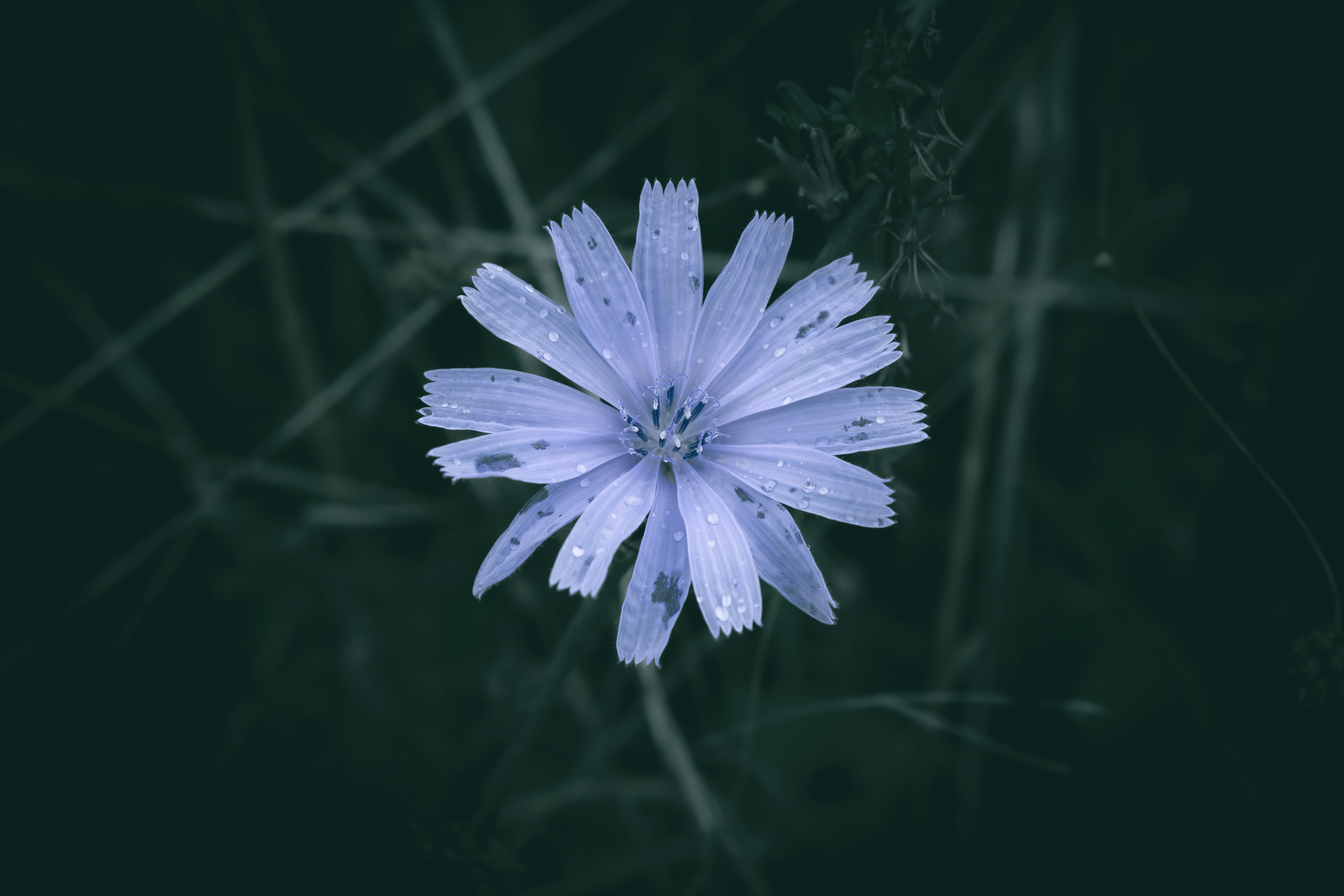 A Quiet Bloom Framed by Nightshade Hues