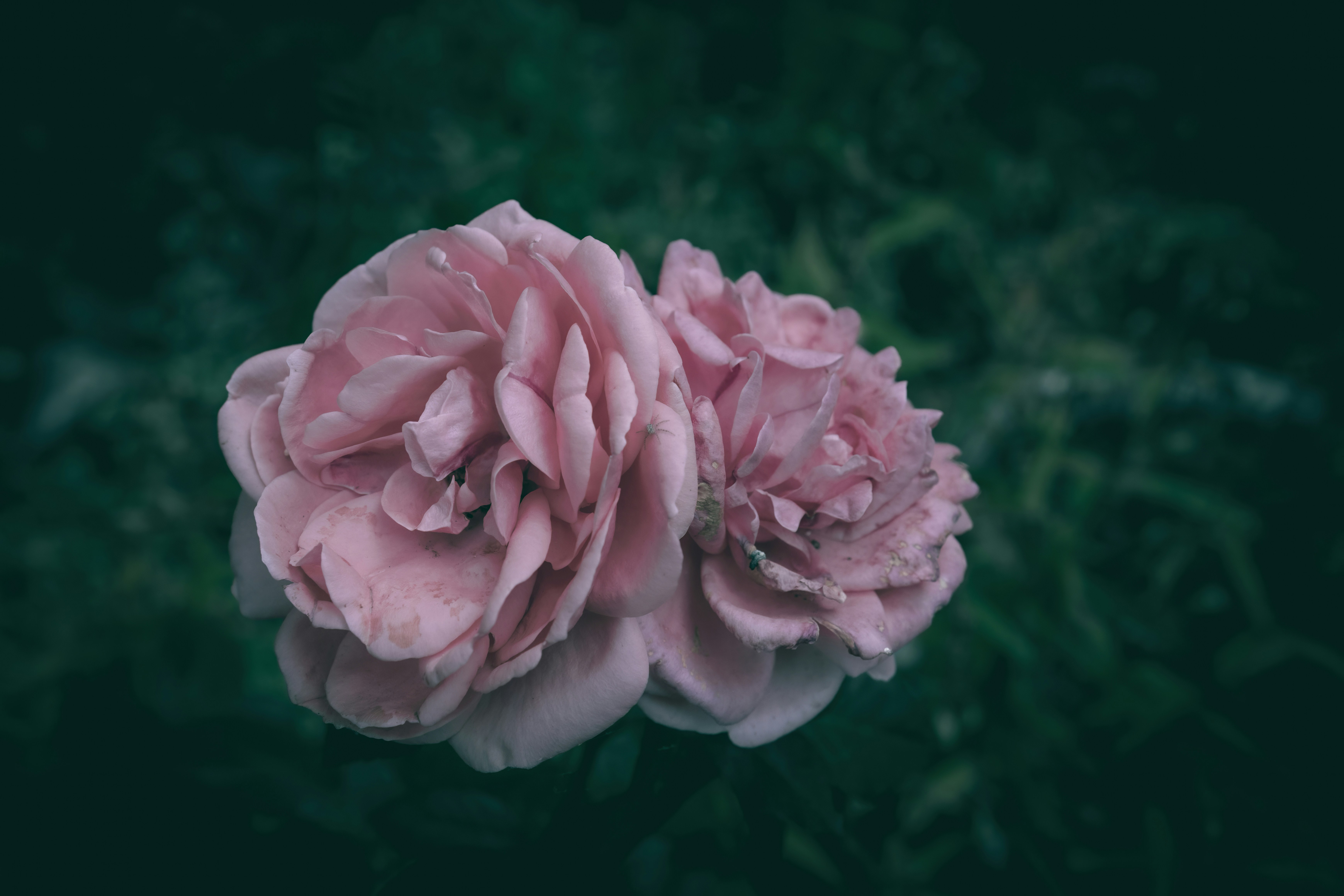 Pink Rose Bloom in Verdant Hush