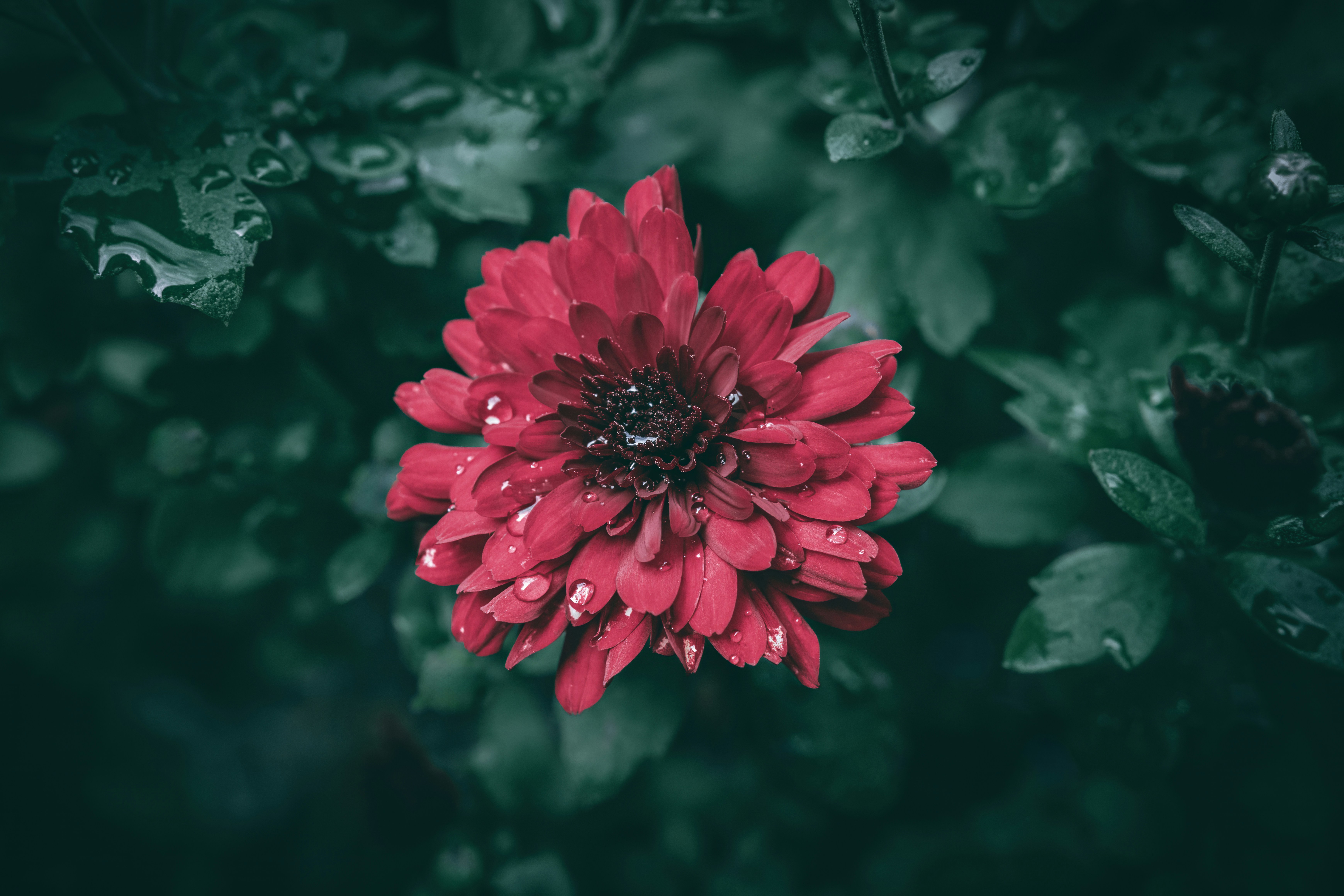 Crimson bloom in a quiet teal world
