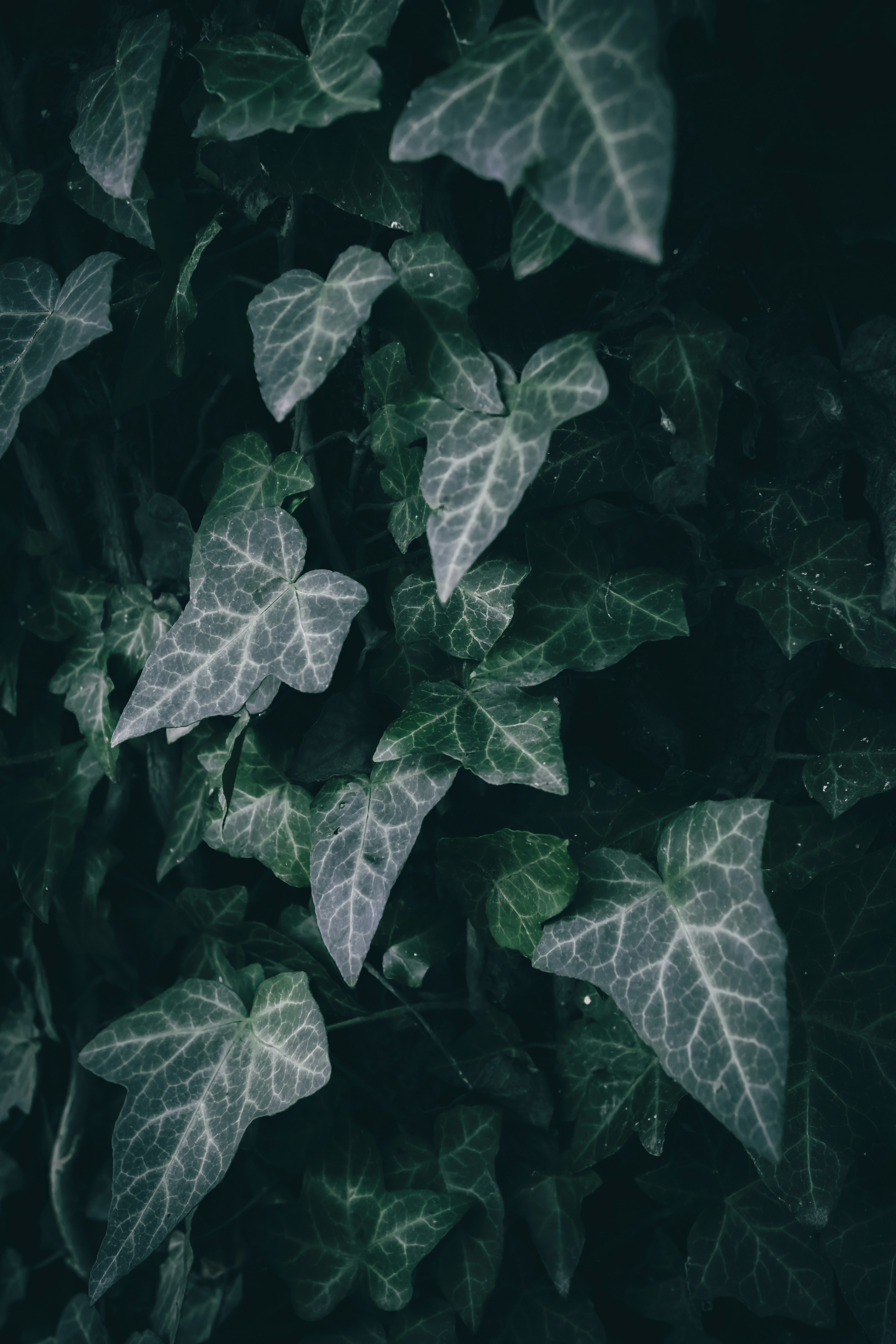 A close up of common green ivy leaves