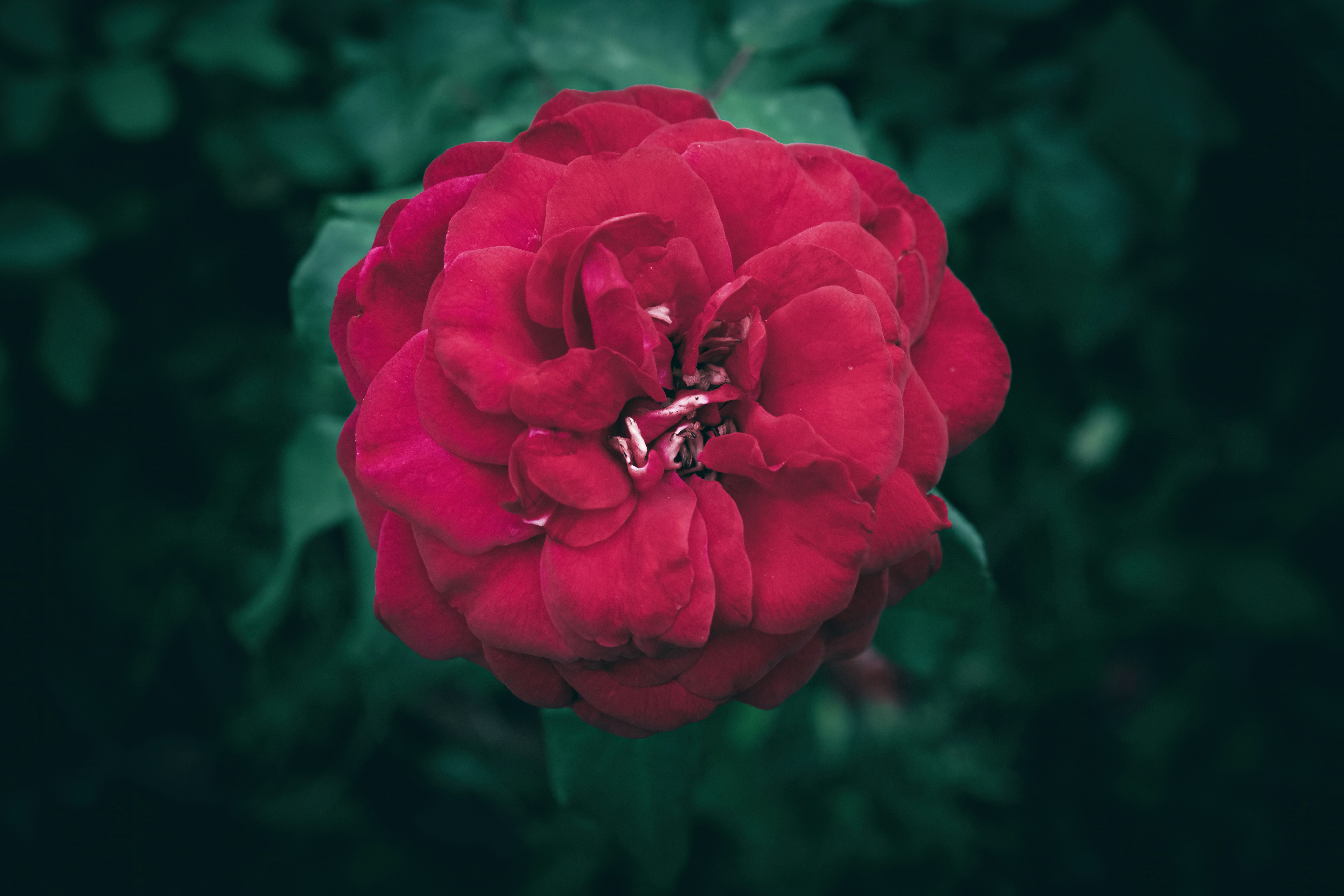 Red Rose in Velvet Darkness