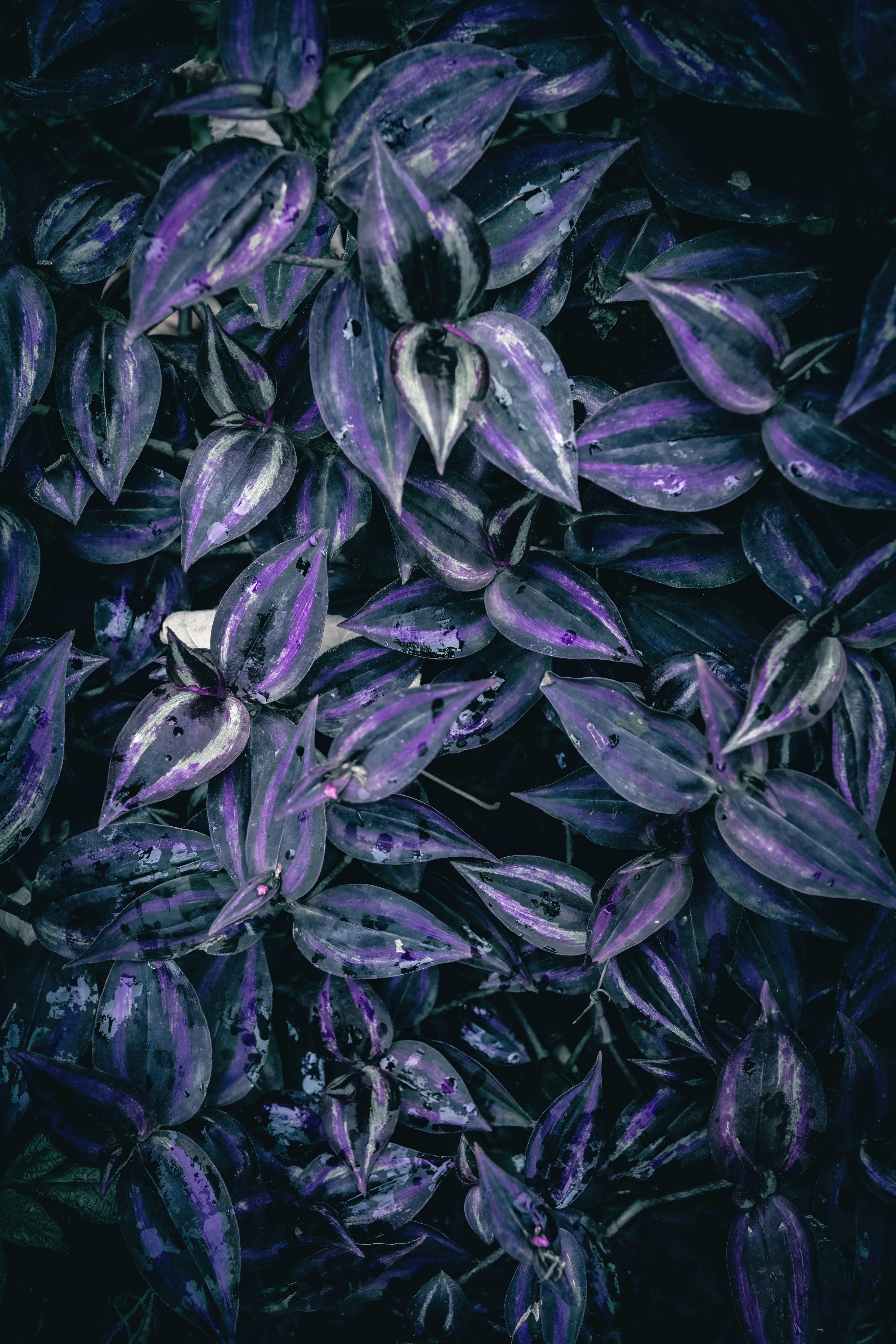 Midnight Violet Leaves: A Cloak of Purple Veils