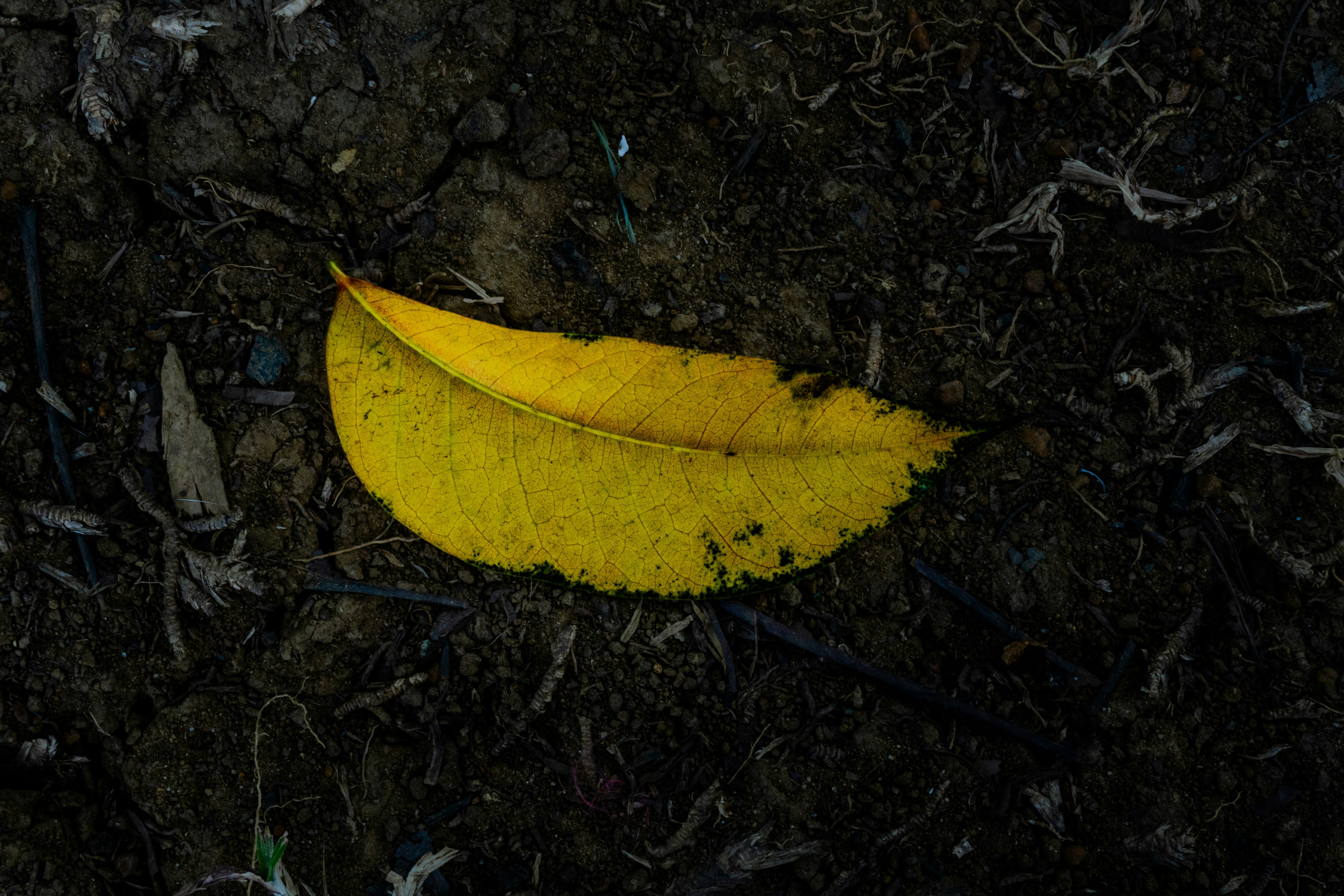 Single Canary Leaf on Quiet Soil