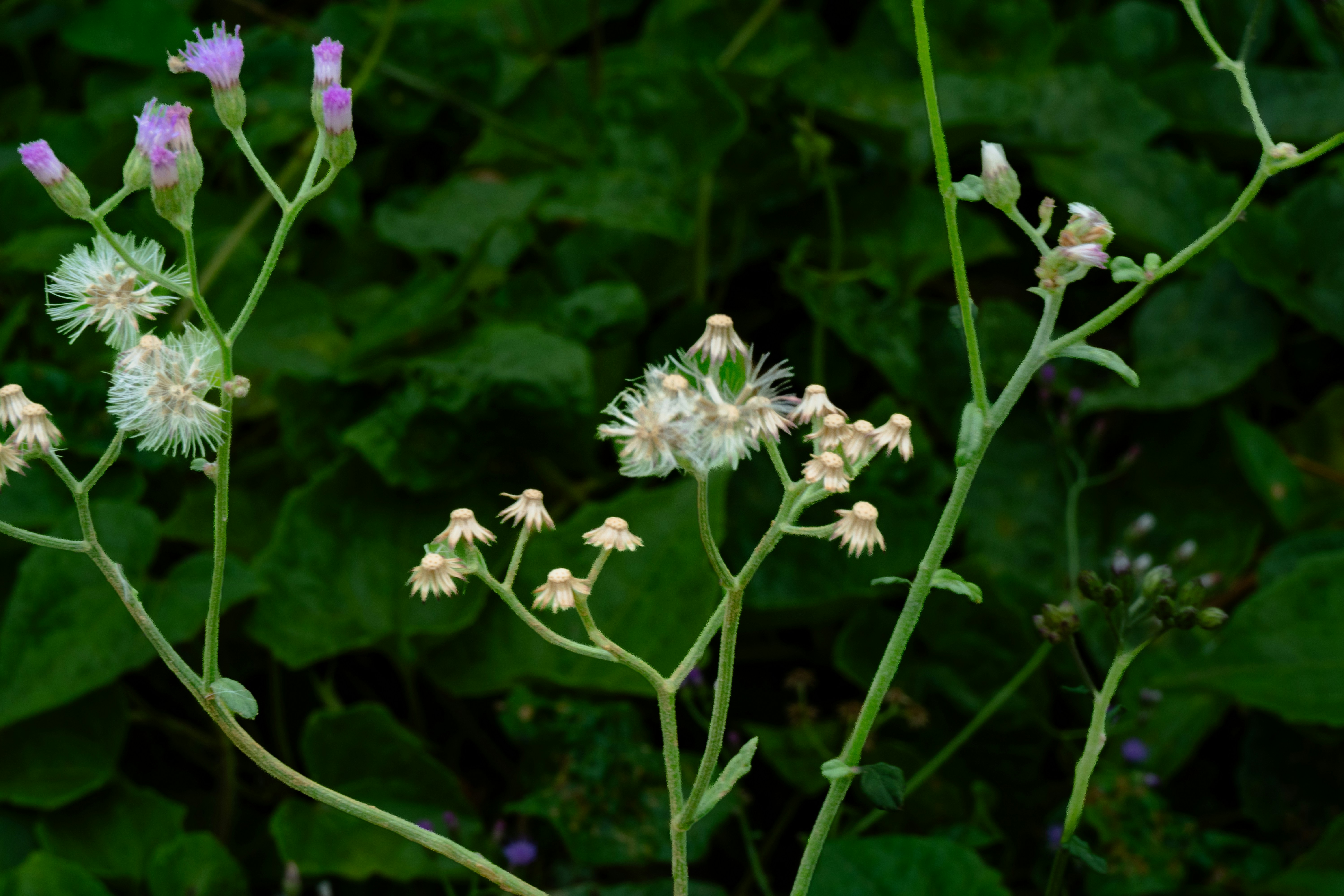 Whispering Stems: Delicate Seed Heads Among Green Veil