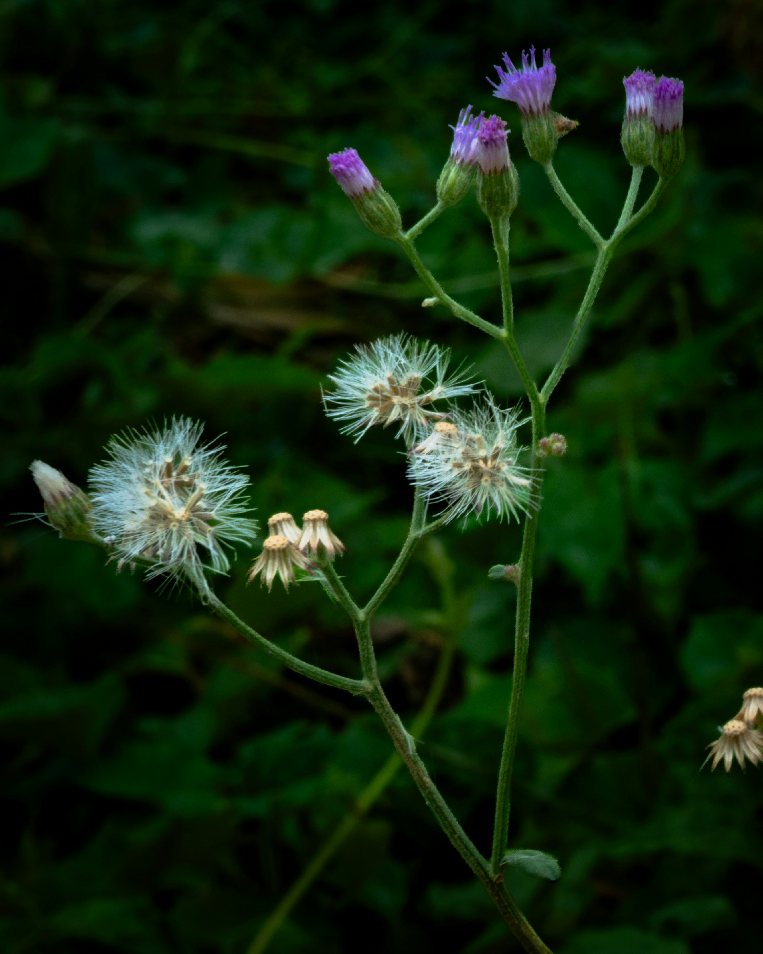 Whispering Seedheads in Twilight Green
