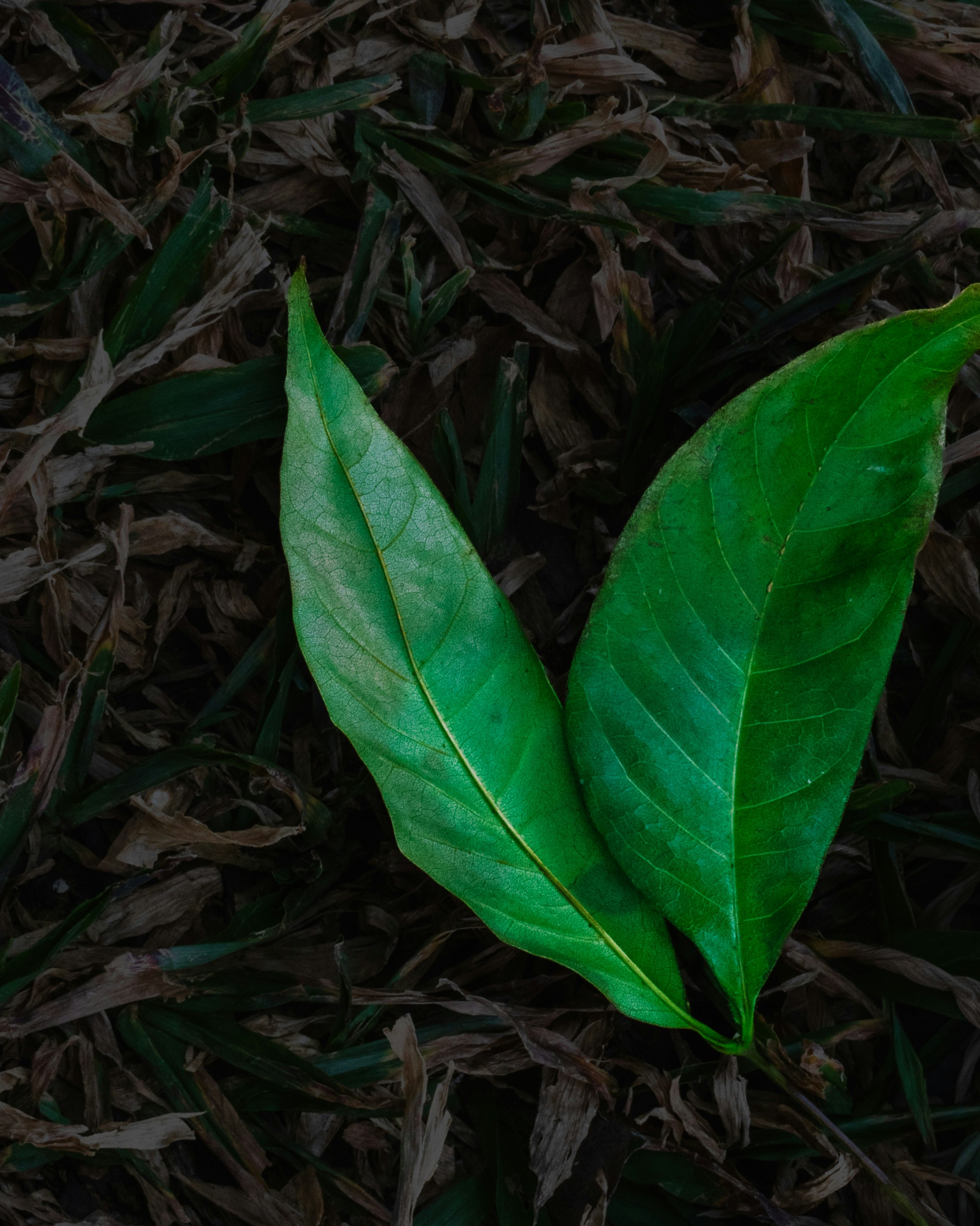 Green Vein: A Pair of Leaves Grounded in Shadowed Grass