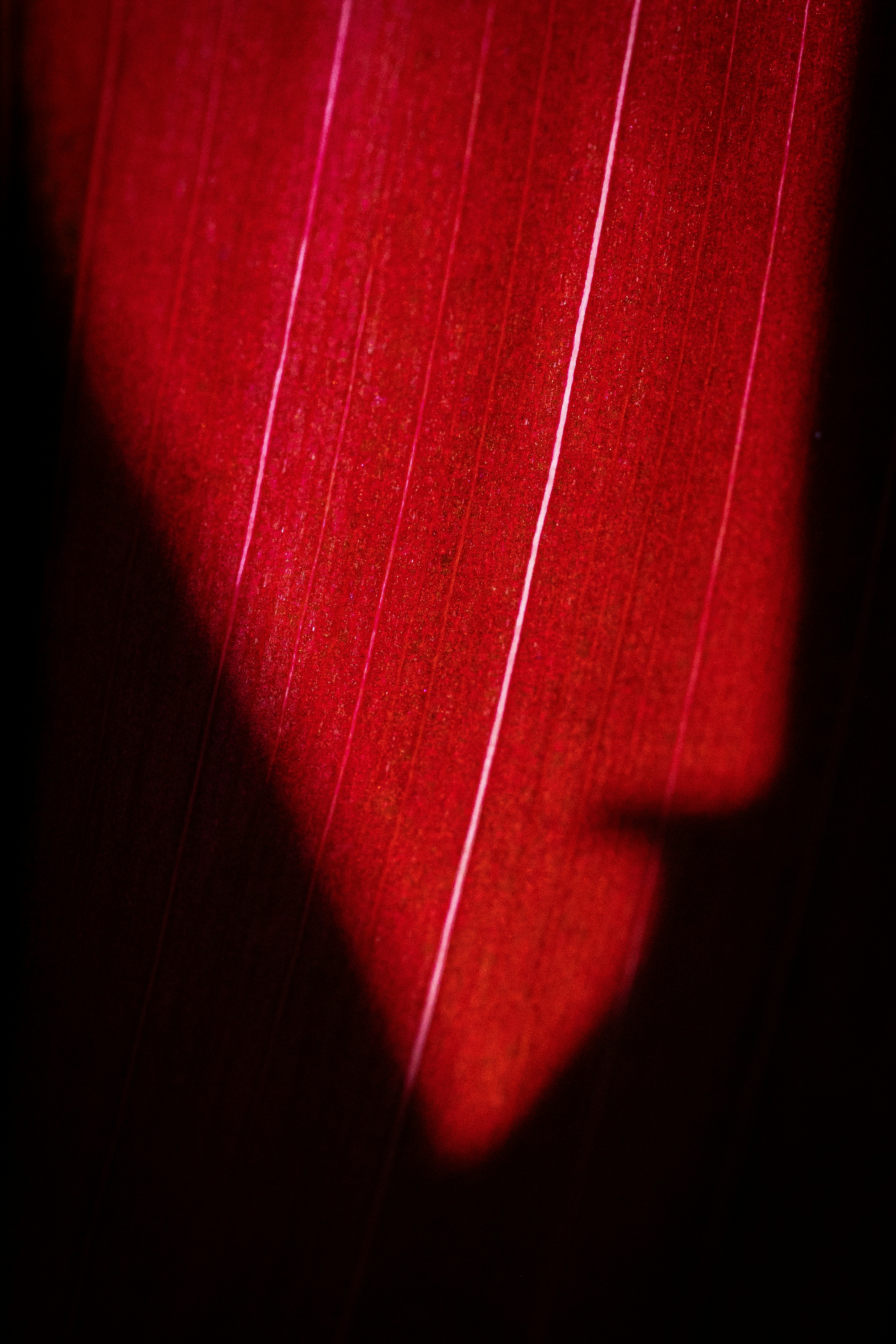 Crimson Strata: A Shadowed Flutter of Red Veins