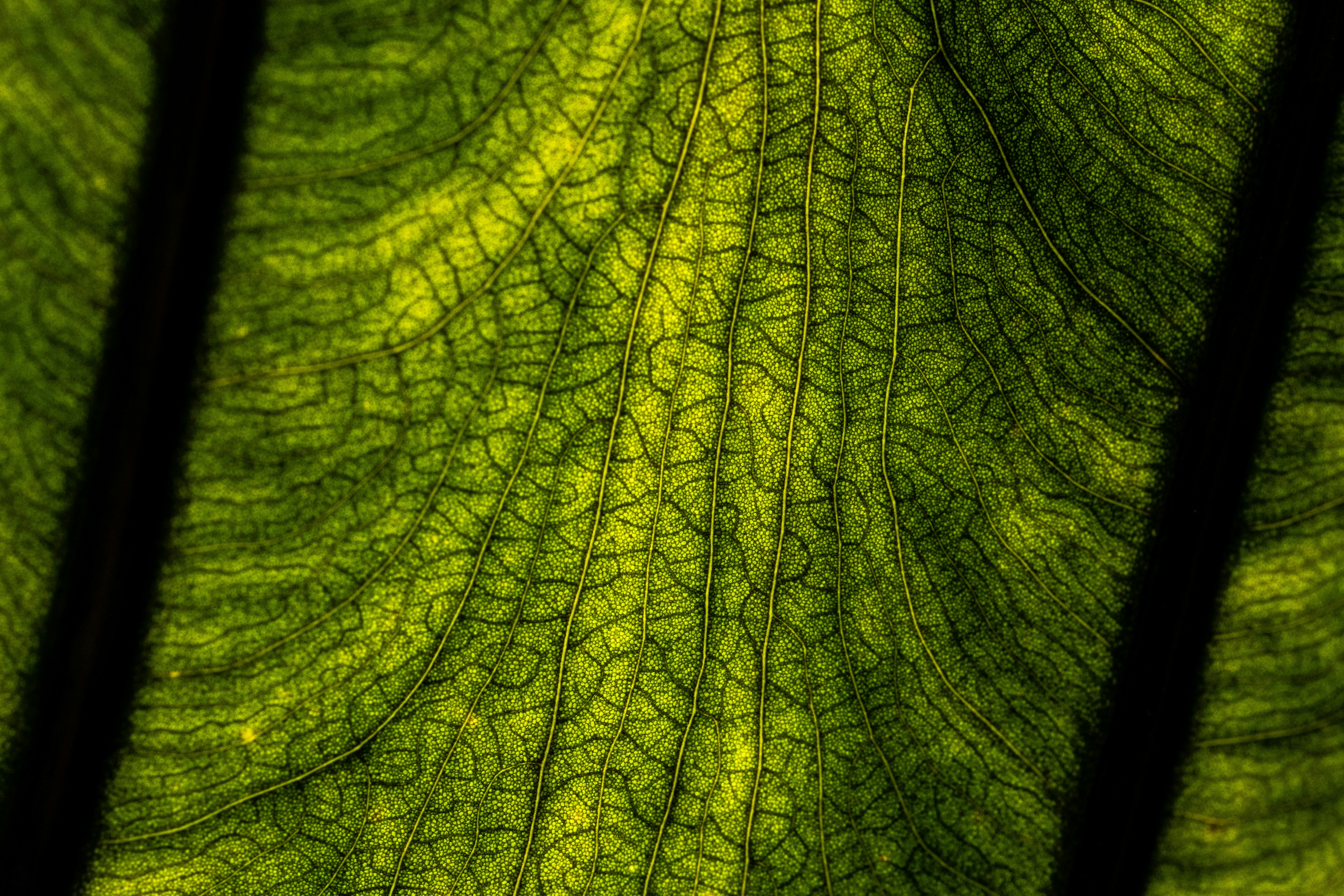 Veins of Light: A Macro Portrait of Leaf Texture