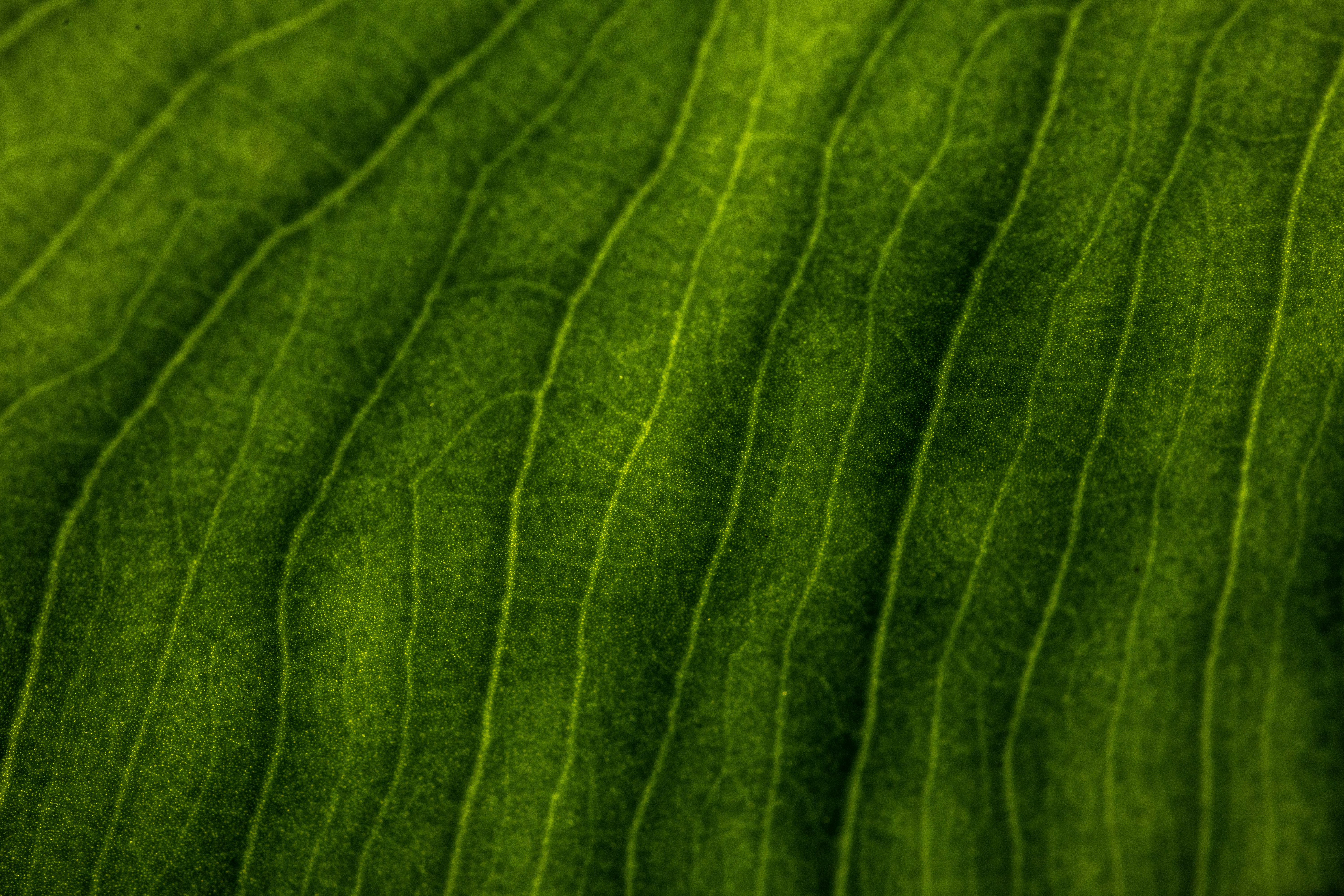 Veins in Green: A Macro Study of Leaf Texture