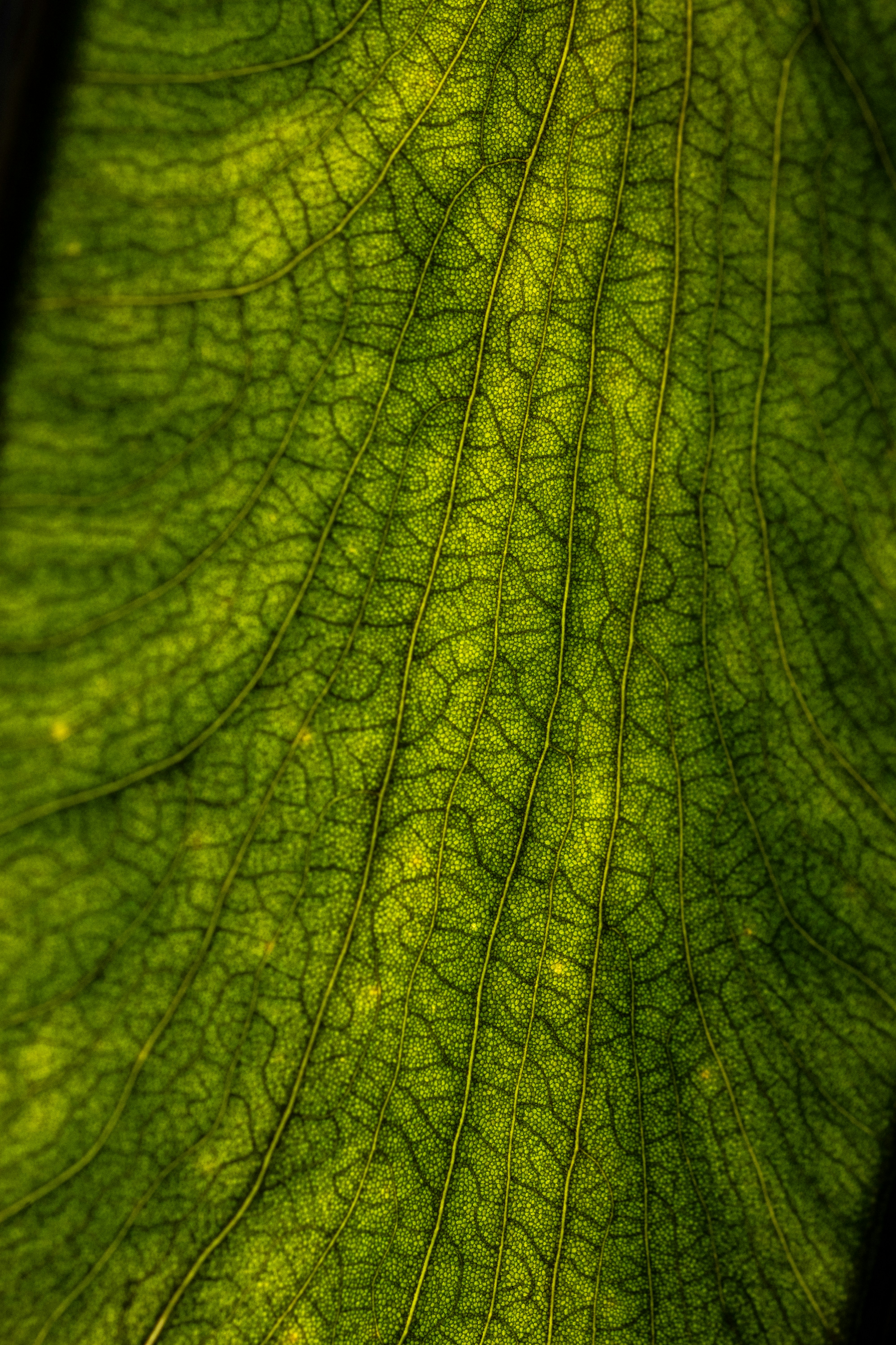 Veins of Light: A Macro Portrait of Leaf Texture