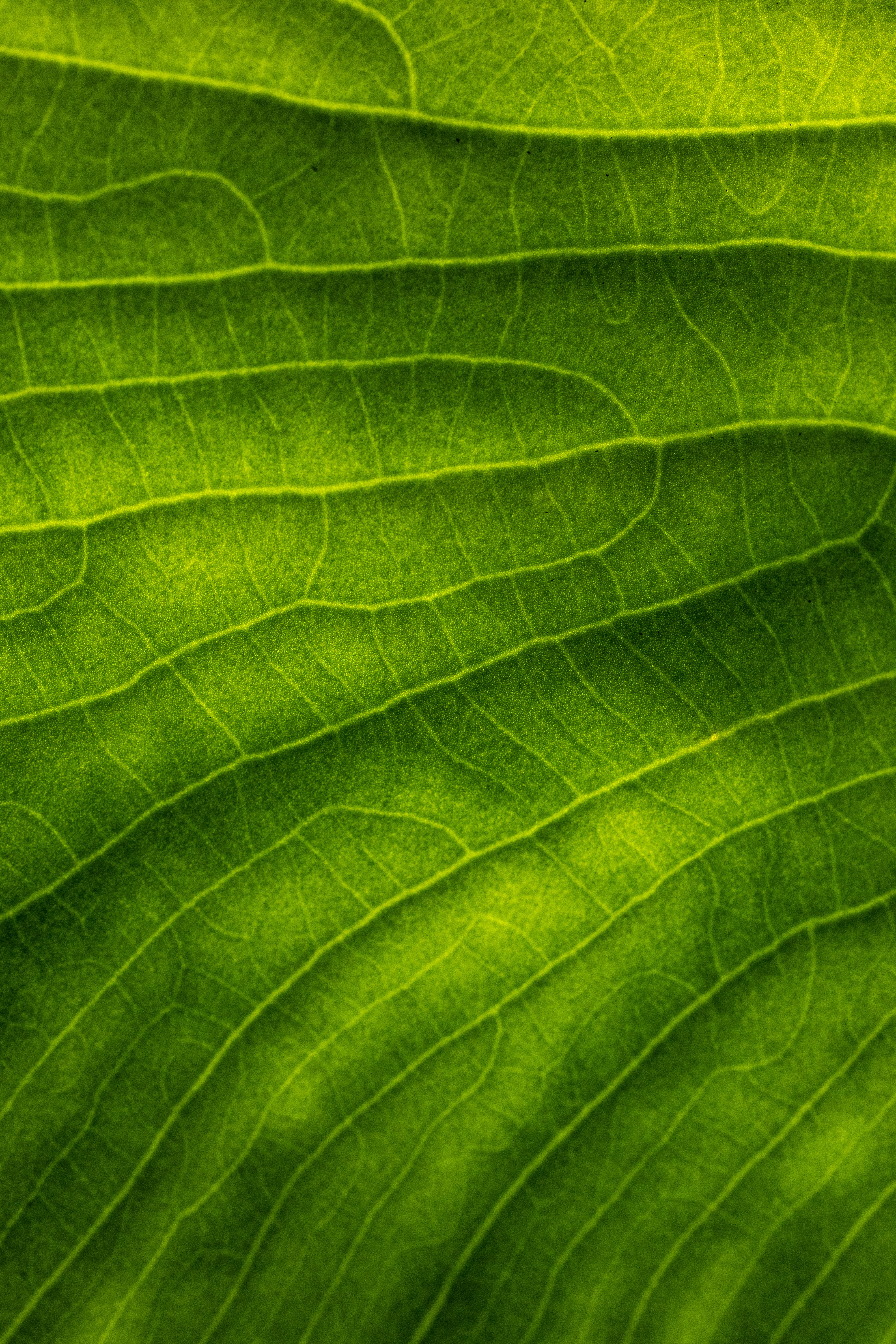 Veined Green: a close-up of leaf graphic texture
