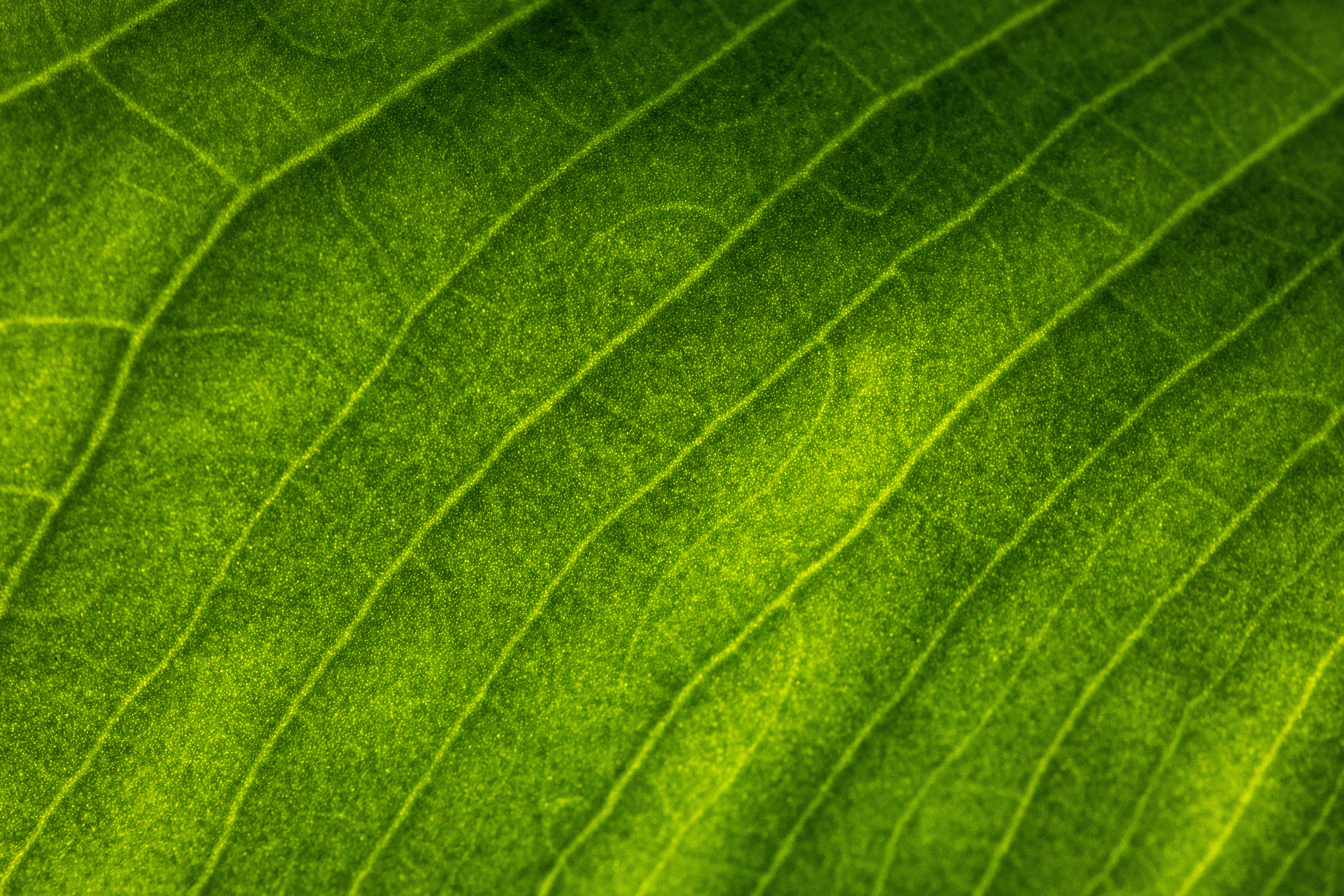 Veinwork of Green: A Macro Study in Leaf Texture