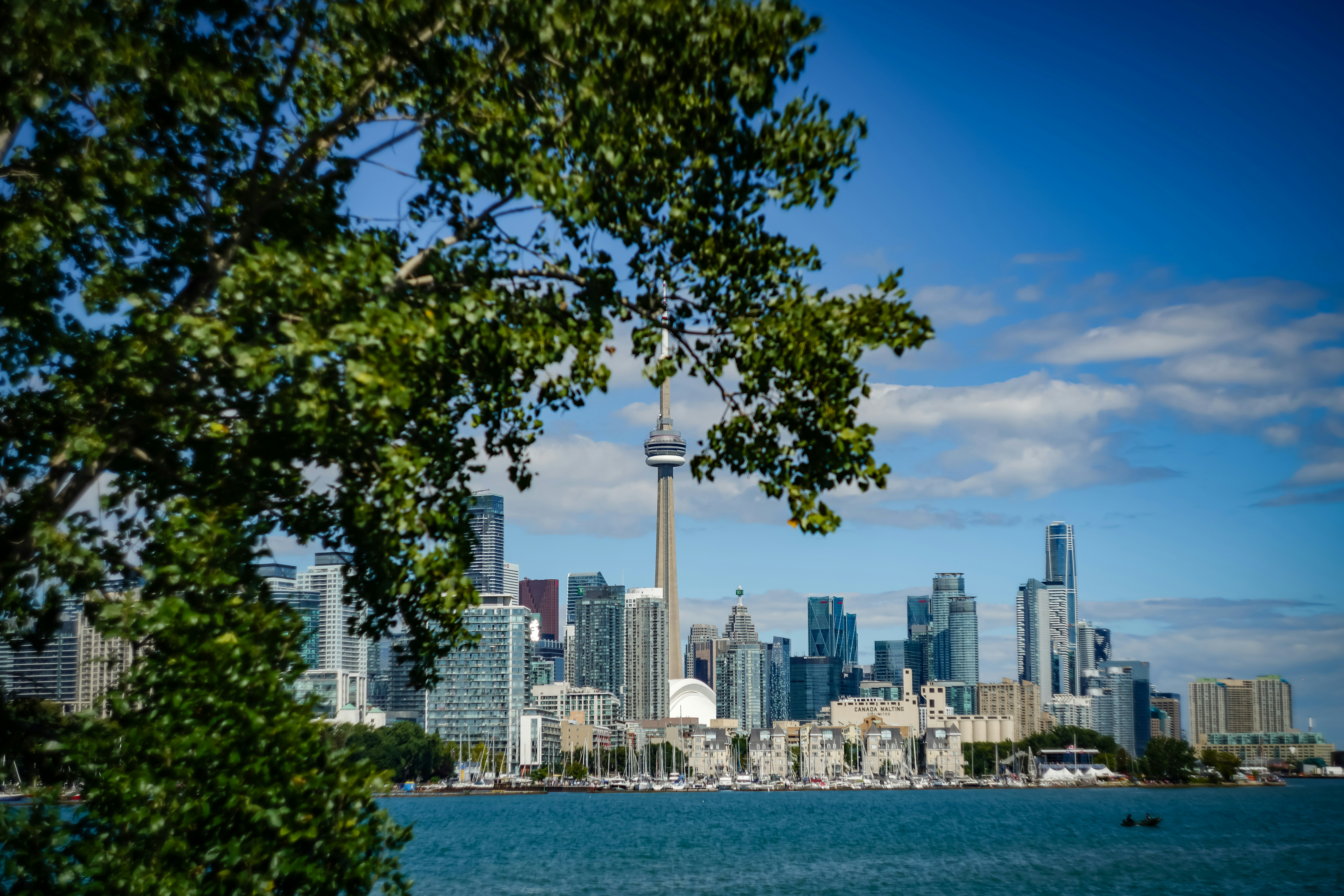 City Skyline Framed by Graceful Foliage