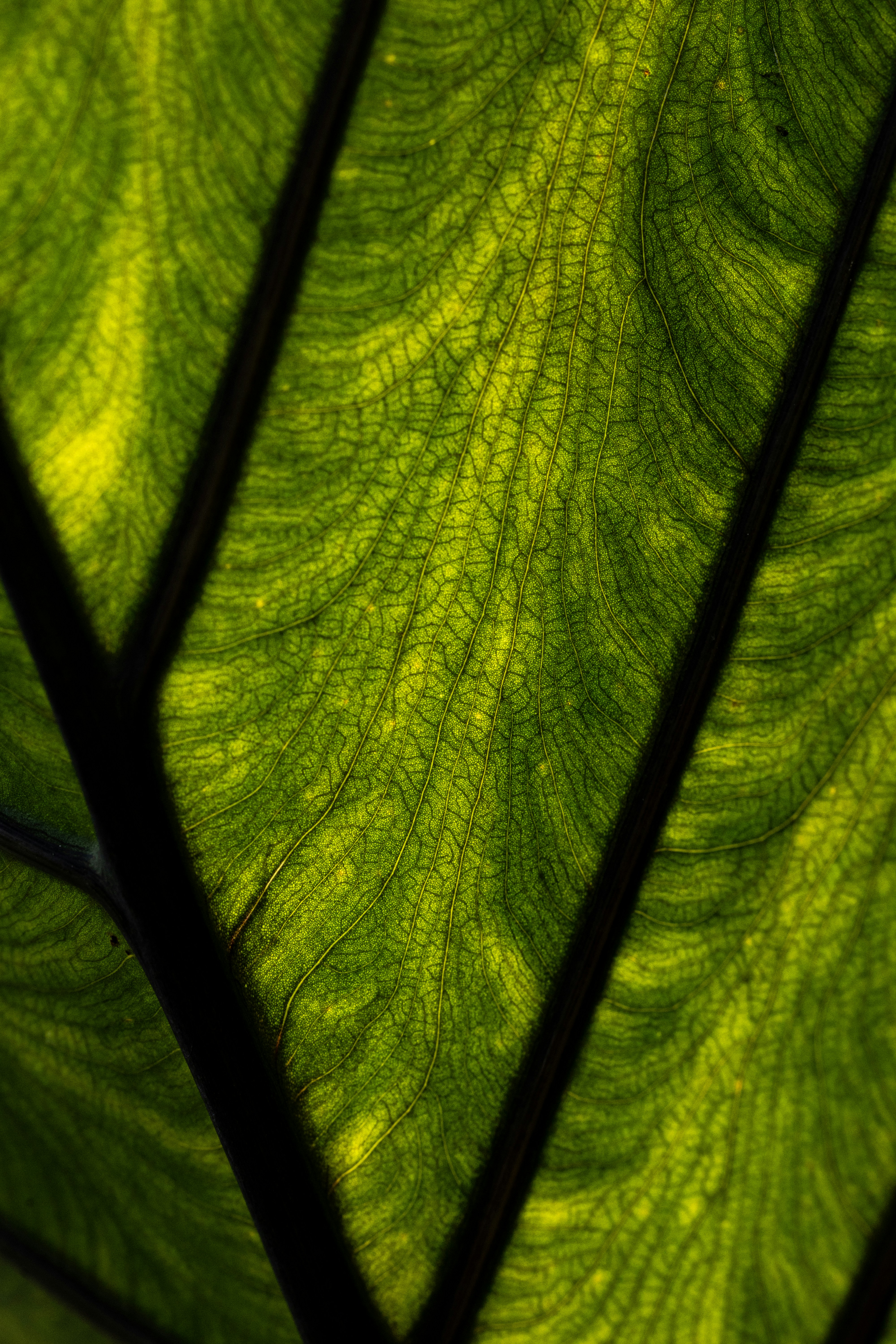 Macro close-up of vivid green leaf veins with dark midrib lines, revealing intricate texture and translucence. Photograph focuses on natural vein architecture and leaf surface detail.