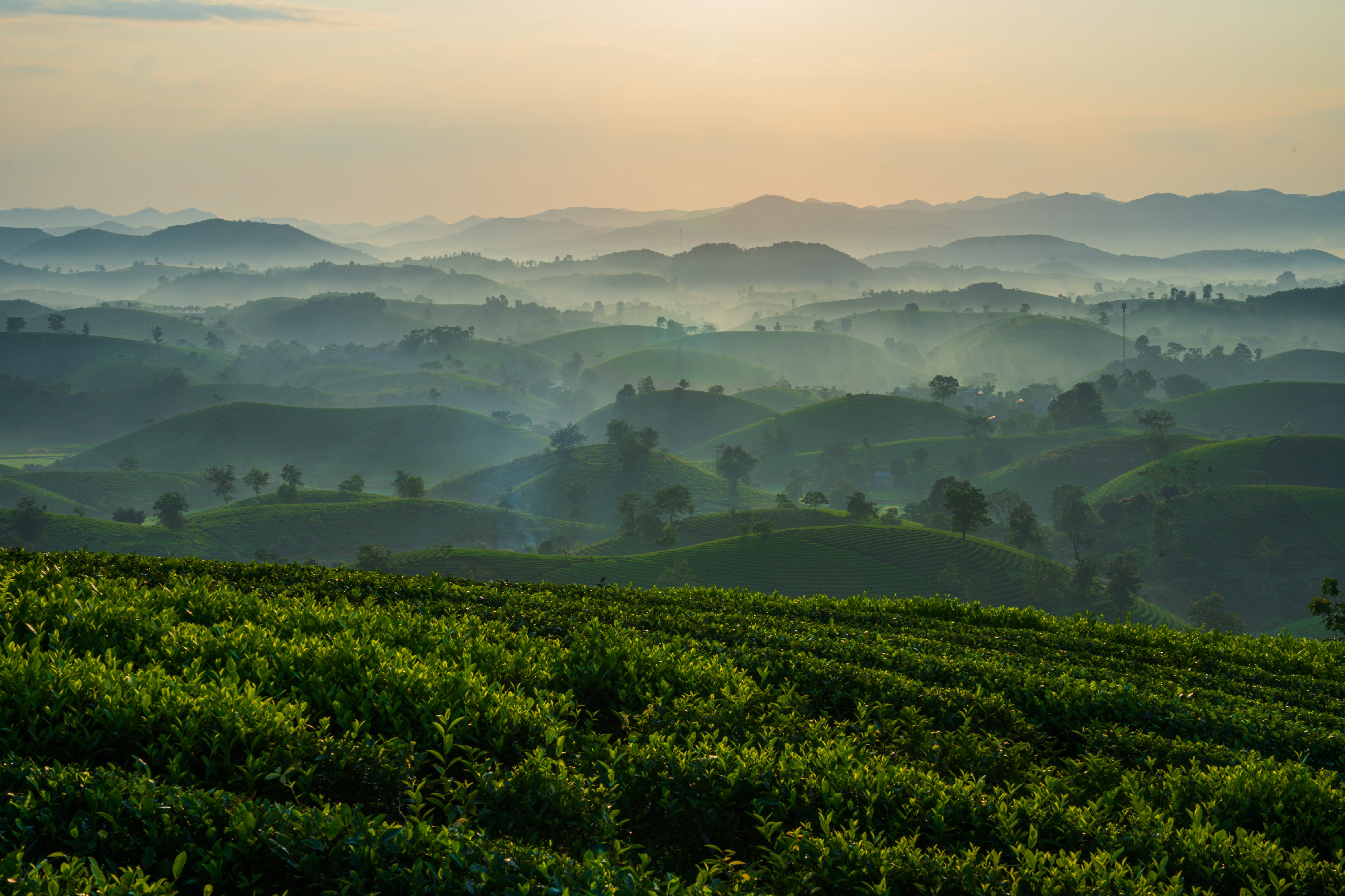 Mist-Laced Hills at Dawn over Verdant Terraces