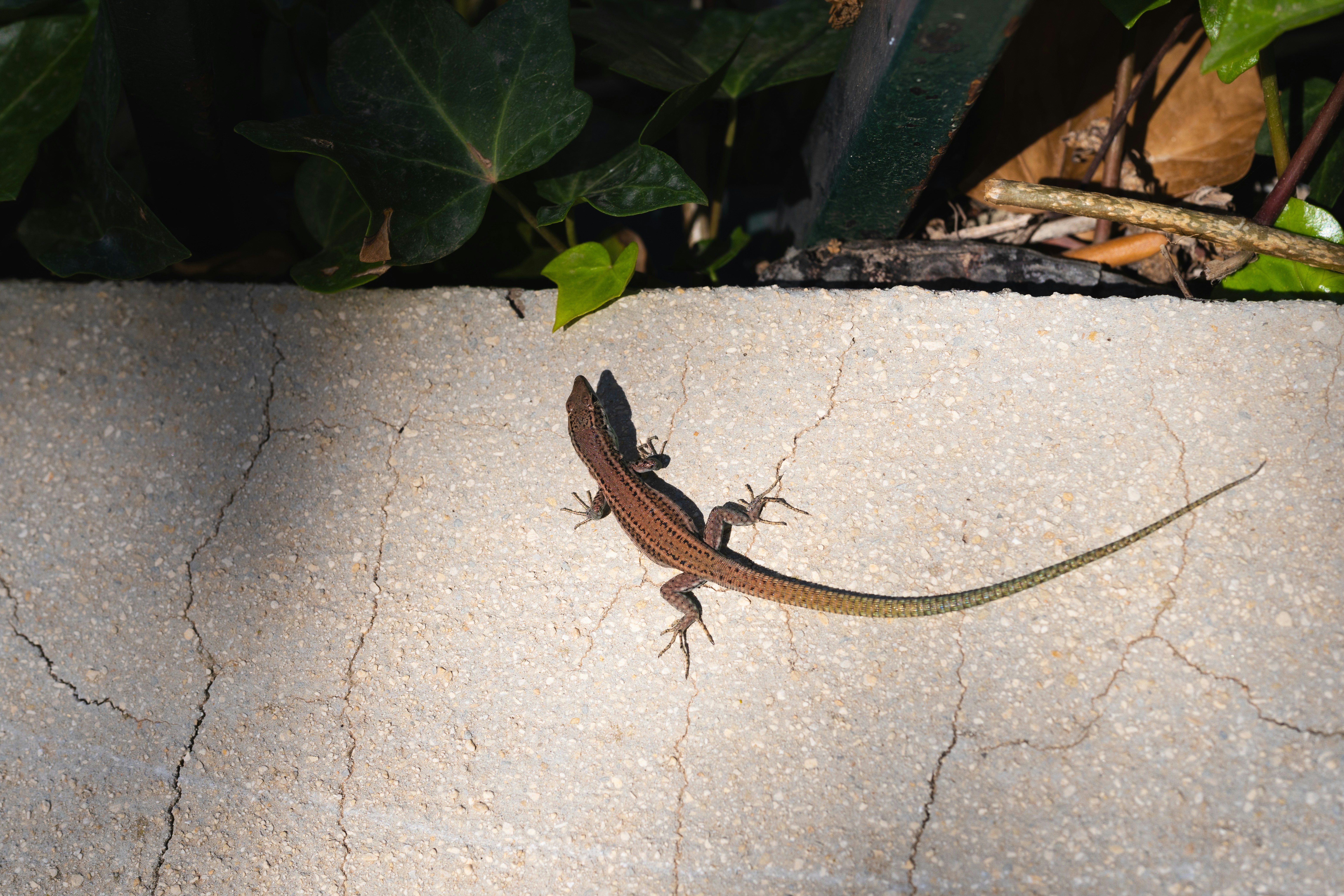Sunlit Gecko on a Cracked Concrete Canvas