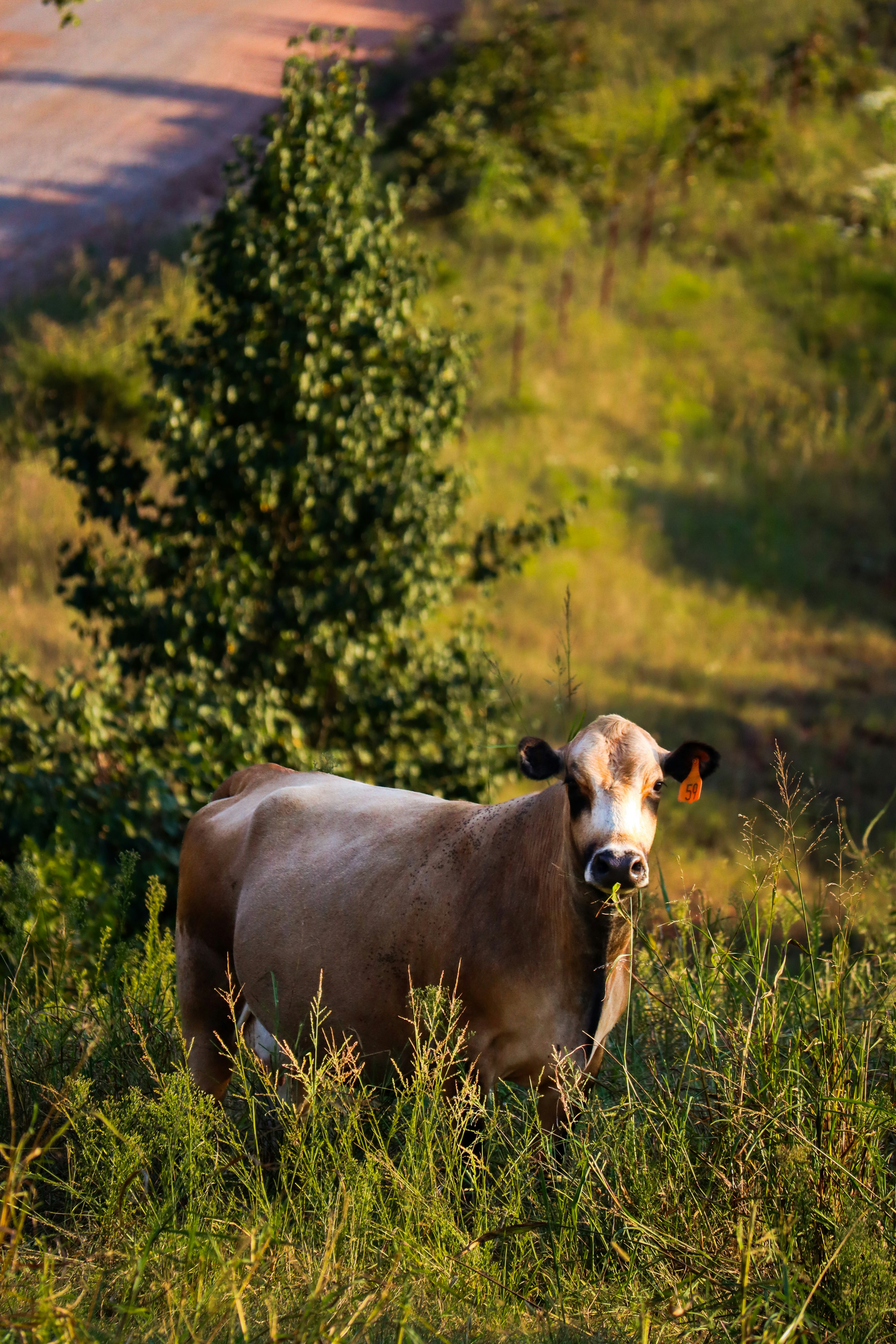 Sunny Hill Grazing: A Cow Stands Guard in Golden Light