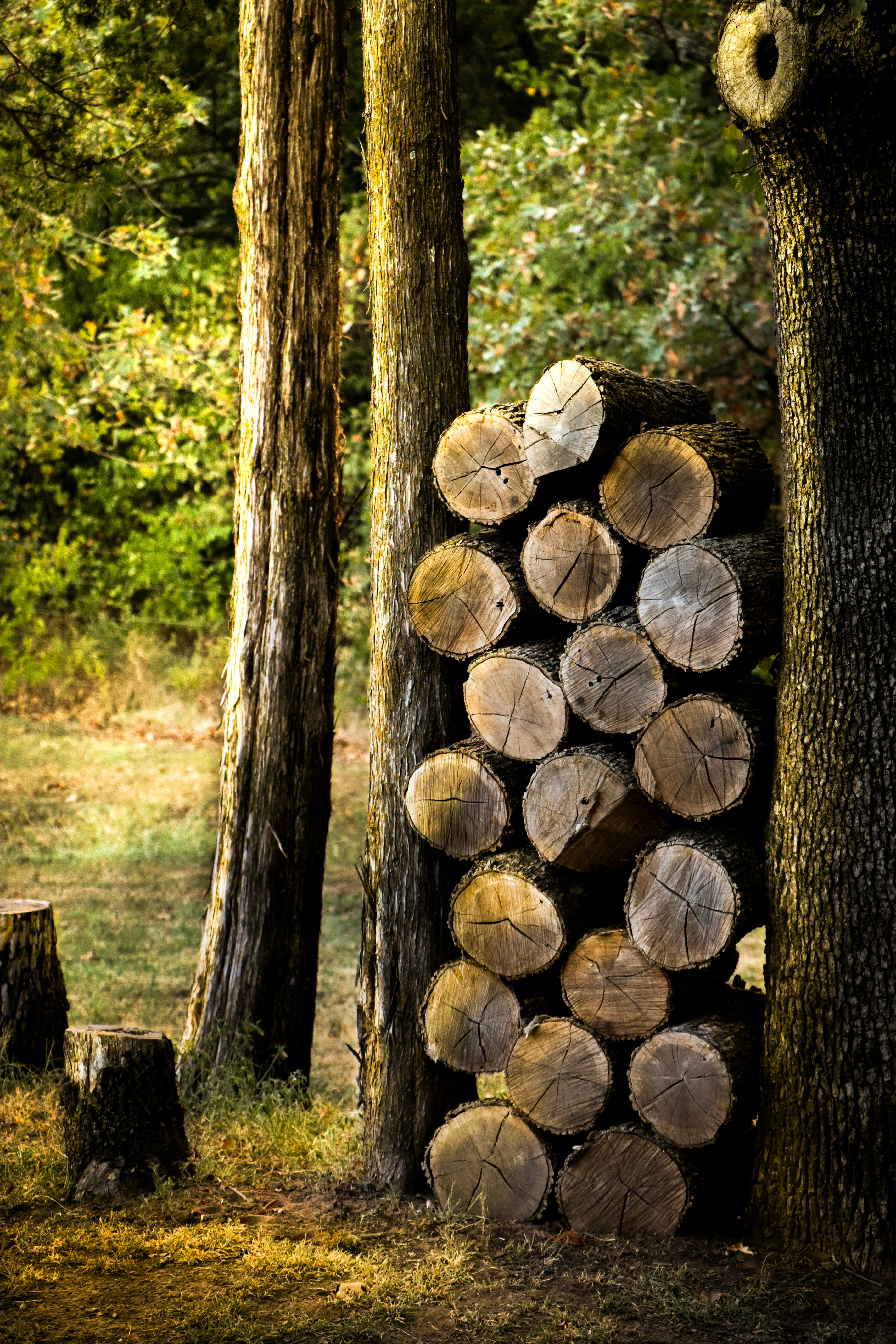 Stacked Firewood Between Standing Trees in Dappled Evening Light