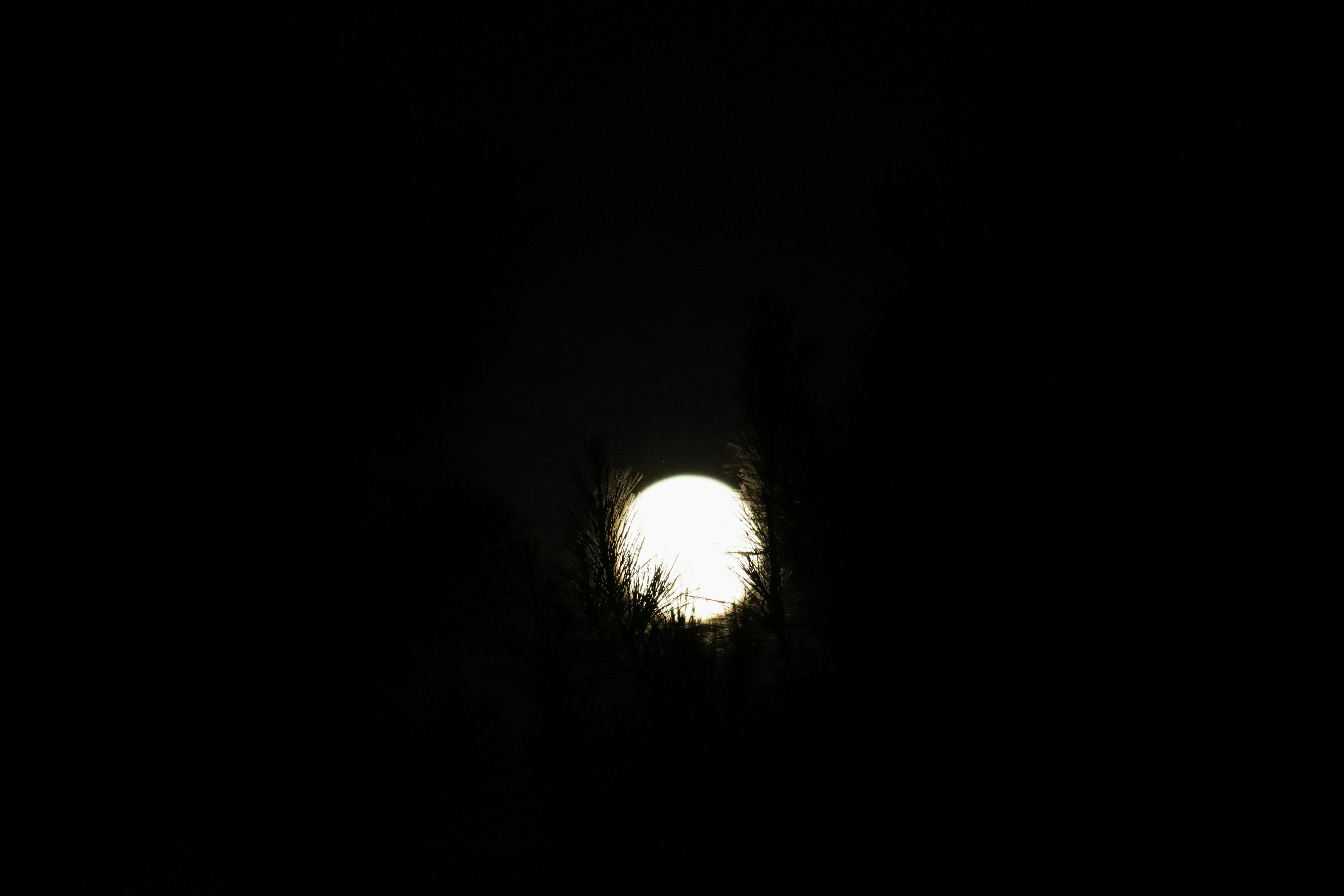 moon behind pine fronds in the night sky