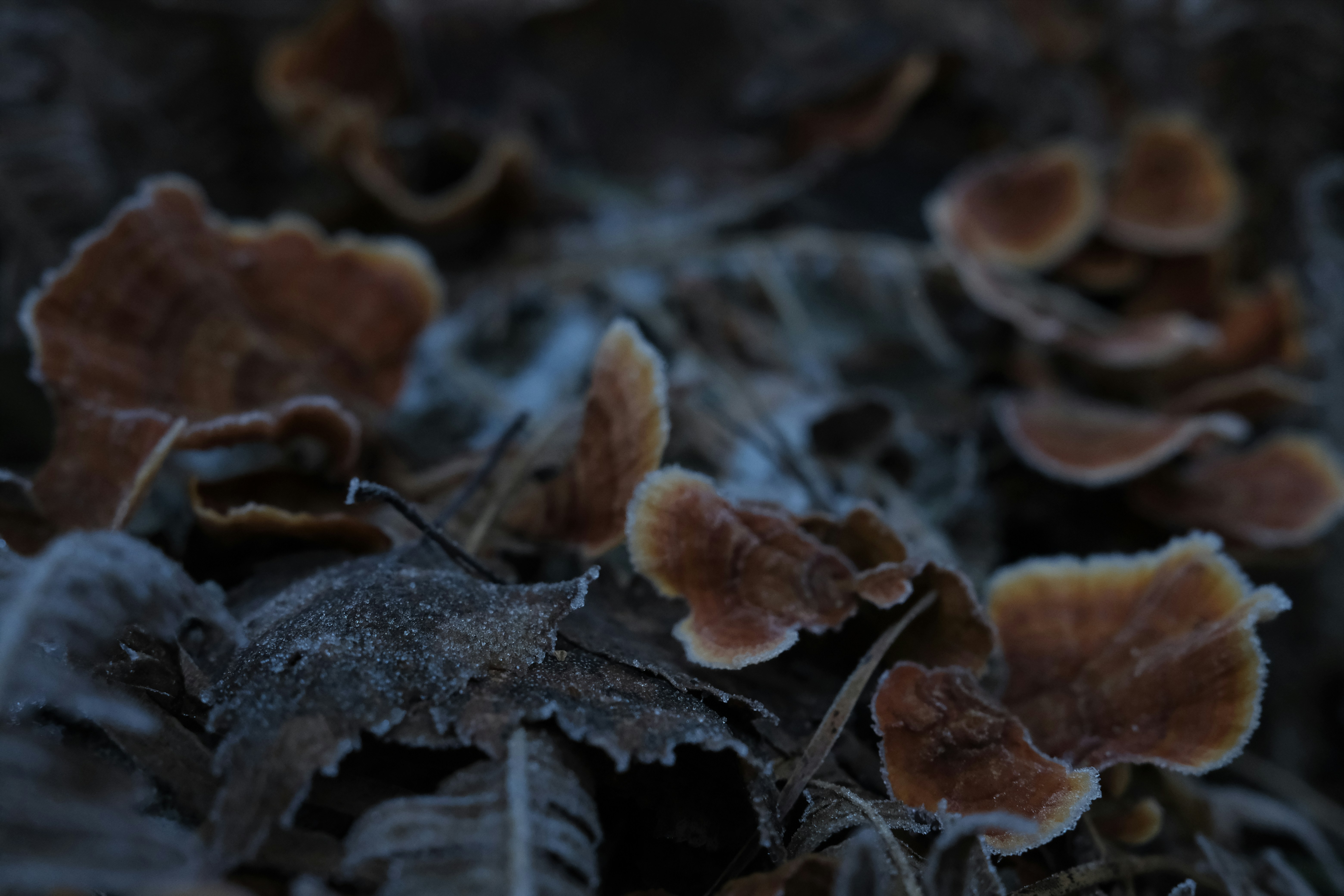 Dew-kissed bracket fungi cluster in twilight-understory